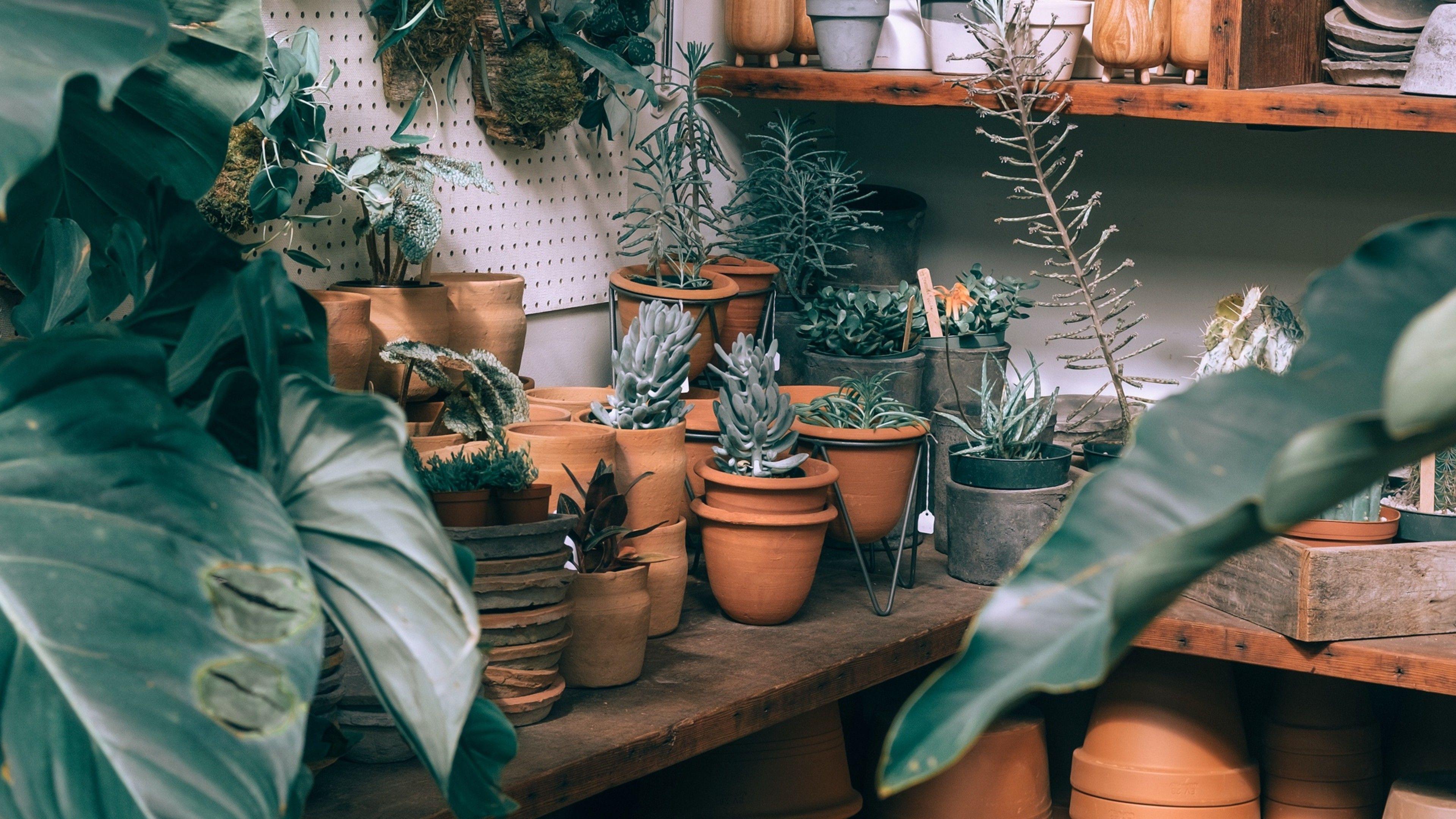 4K Plant Wallpapers - Top Free 4K Plant Backgrounds - WallpaperAccess