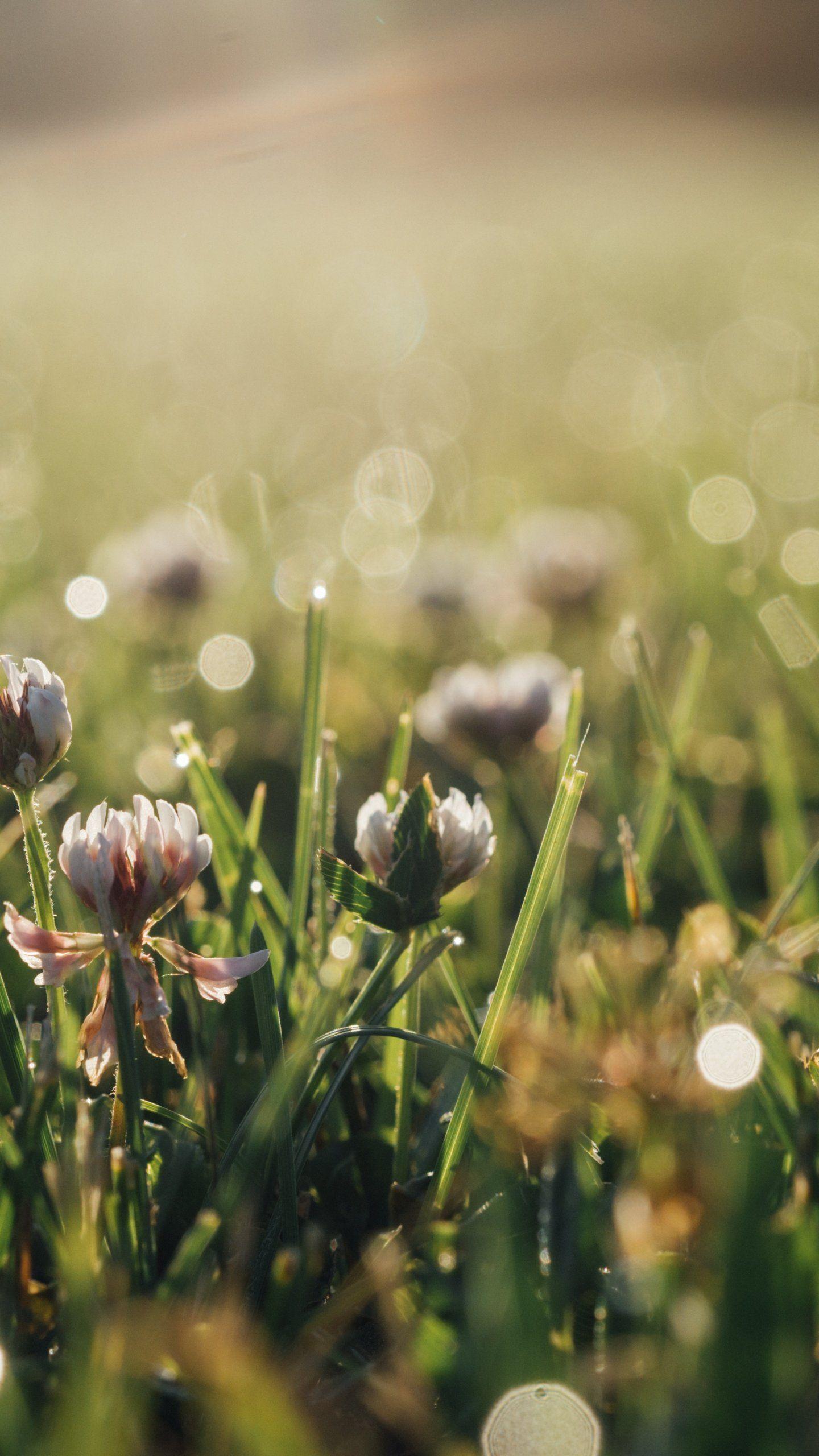 Clover iPhone Wallpapers - Top Free Clover iPhone Backgrounds ...