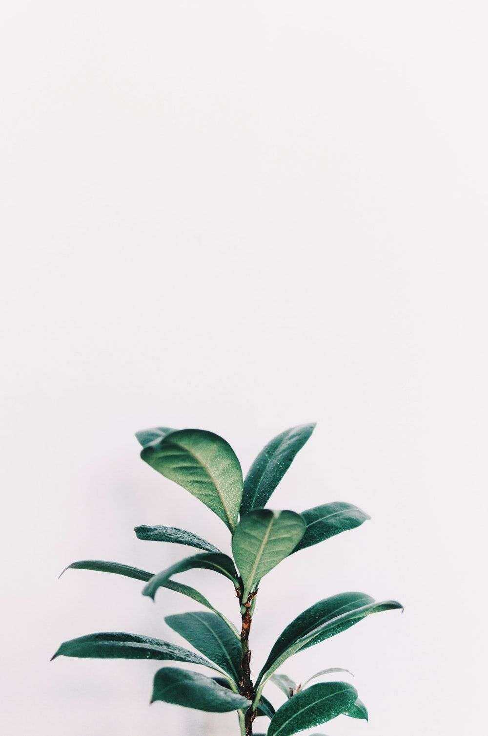 4K Plant Wallpapers - Top Free 4K Plant Backgrounds - WallpaperAccess