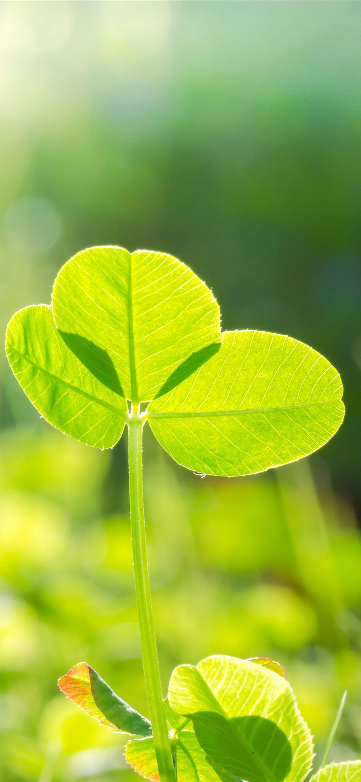 Clover iPhone Wallpapers - Top Free Clover iPhone Backgrounds ...
