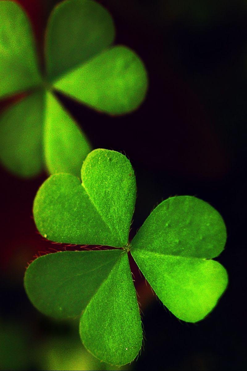 Clover iPhone Wallpapers - Top Free Clover iPhone Backgrounds ...
