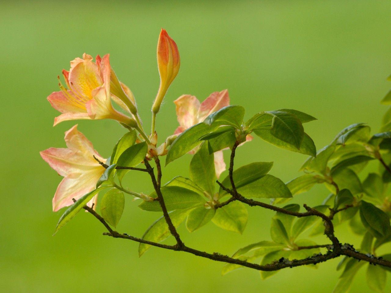 Windows 7 Flower Wallpapers - Top Free Windows 7 Flower Backgrounds ...