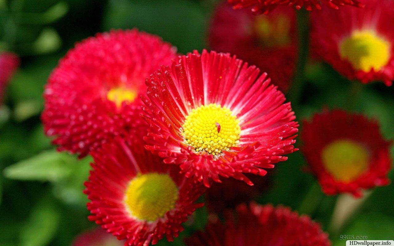 Windows 7 Flower Wallpapers - Top Free Windows 7 Flower Backgrounds ...