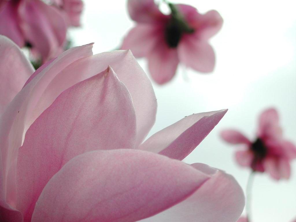 Windows 7 Flower Wallpapers - Top Free Windows 7 Flower Backgrounds ...