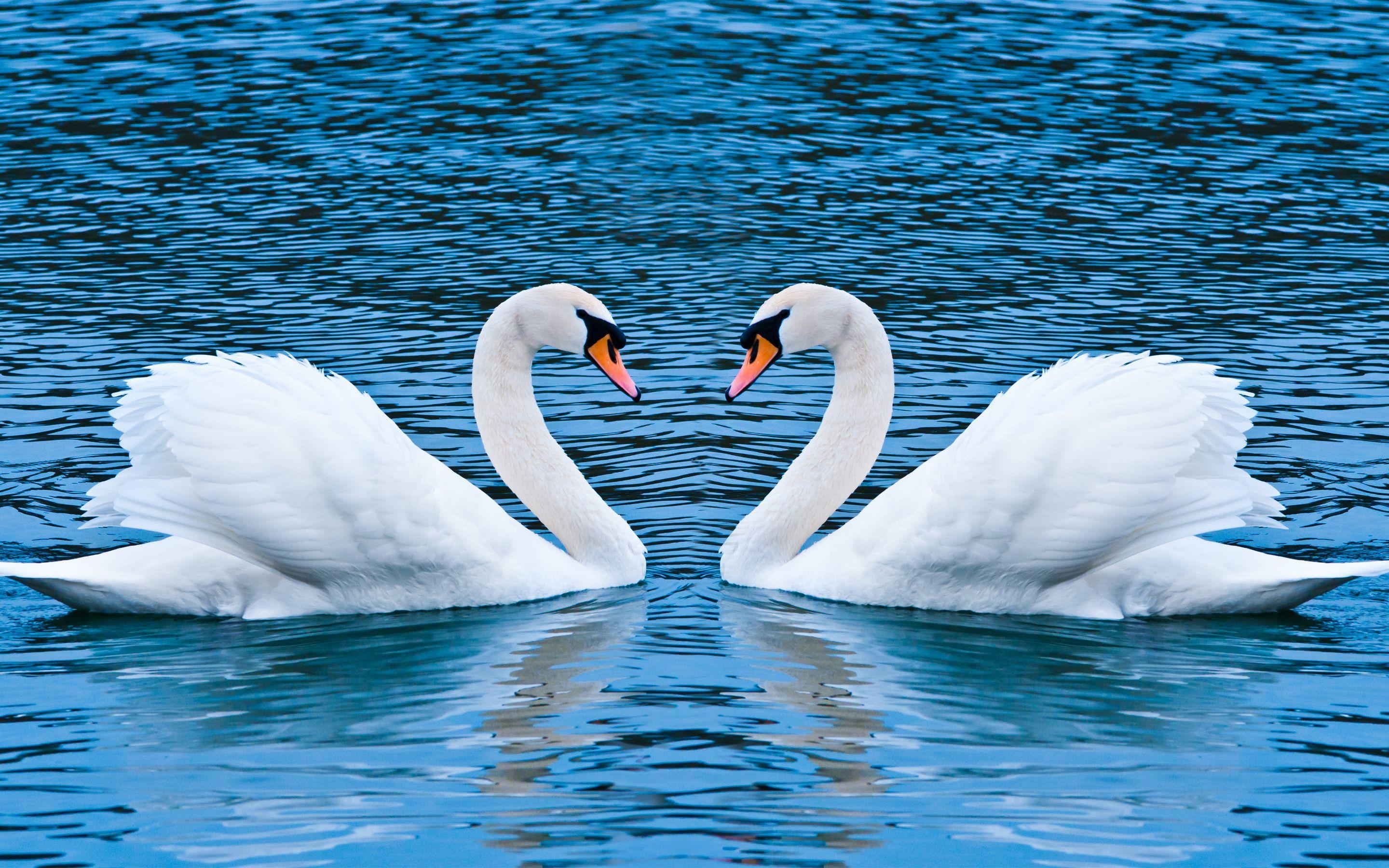 Beautiful Swan Wallpapers - Top Free Beautiful Swan Backgrounds ...