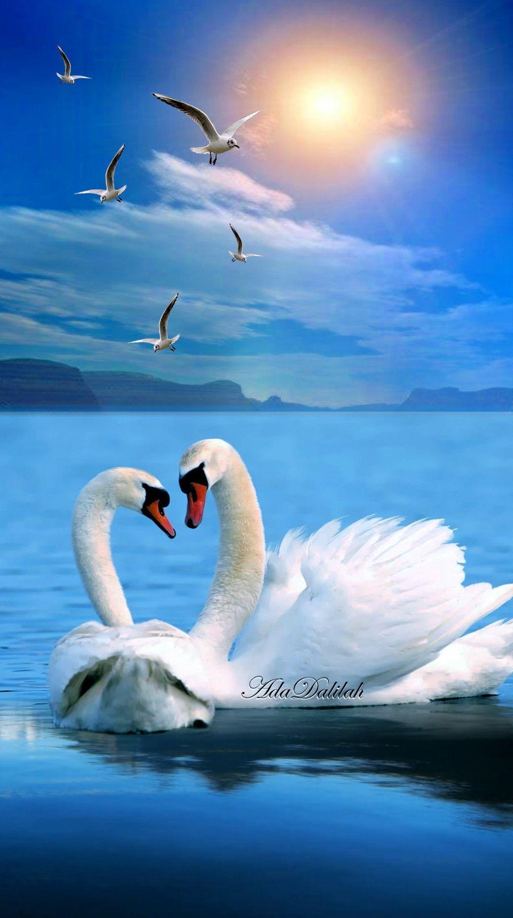 Beautiful Swan Wallpapers - Top Free Beautiful Swan Backgrounds ...