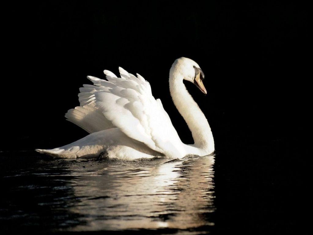 Beautiful Swan Wallpapers - Top Free Beautiful Swan Backgrounds ...