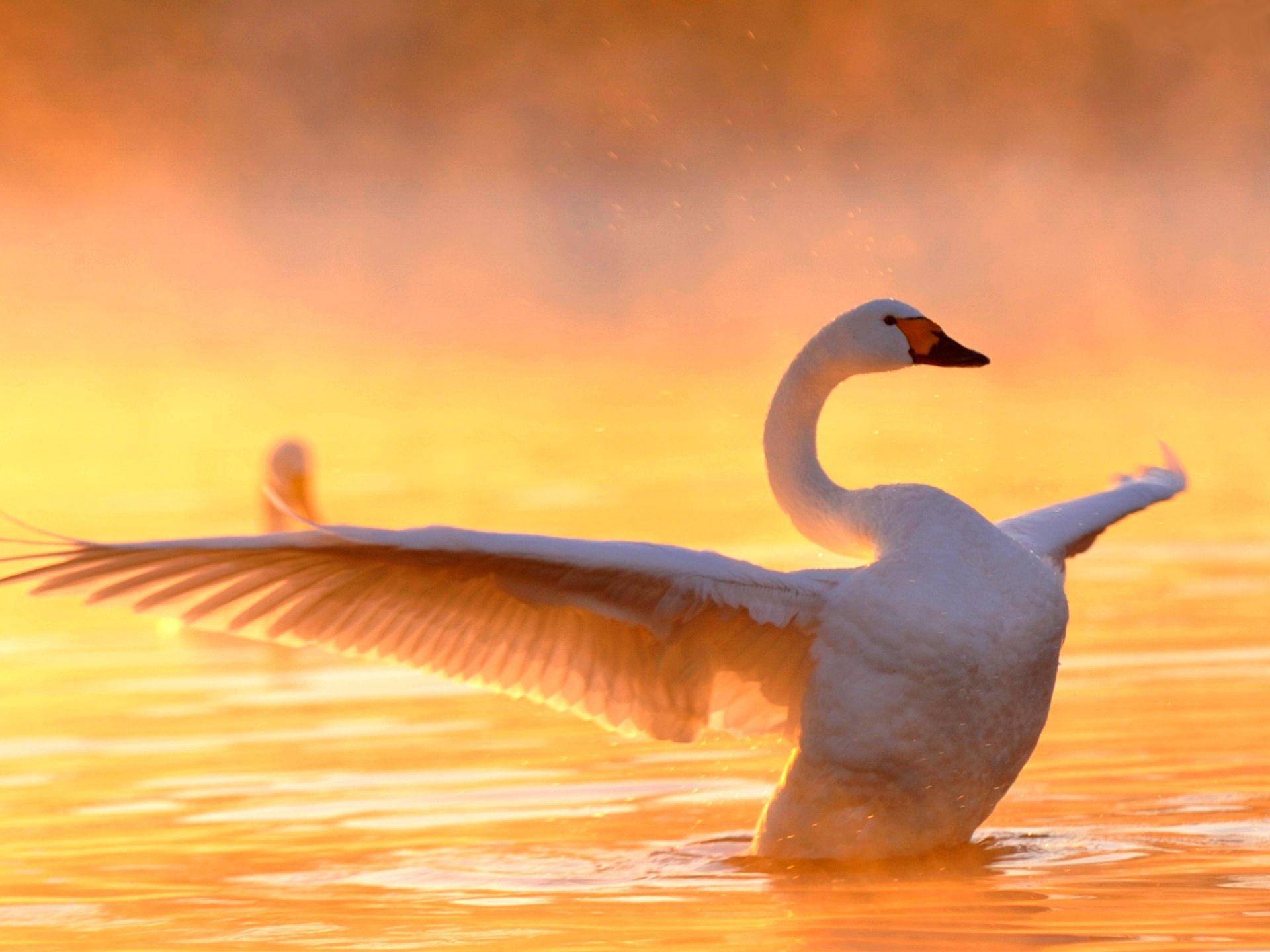 Beautiful Swan Wallpapers - Top Free Beautiful Swan Backgrounds ...