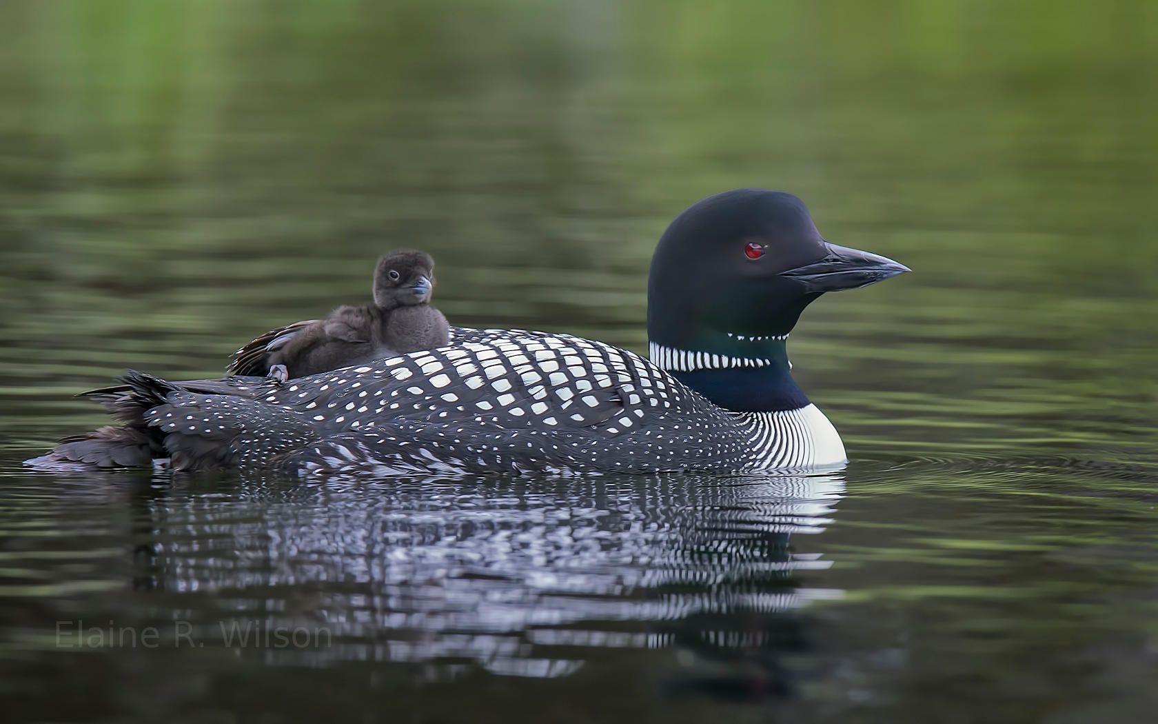 Loon Wallpapers - Top Free Loon Backgrounds - WallpaperAccess