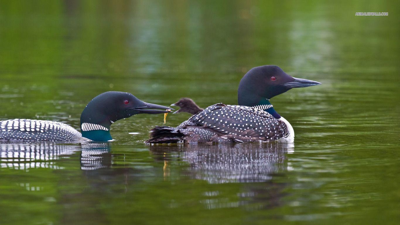 Loon Wallpapers - Top Free Loon Backgrounds - WallpaperAccess