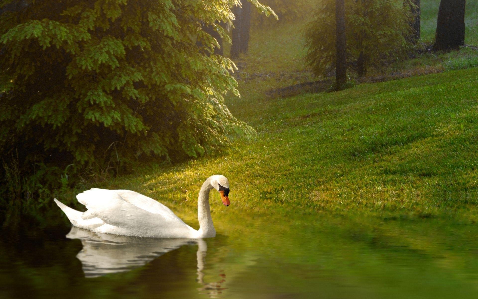 Beautiful Swan Wallpapers - Top Free Beautiful Swan Backgrounds ...