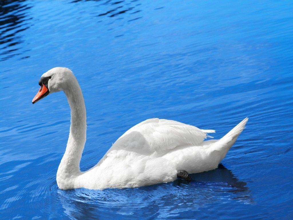 Beautiful Swan Wallpapers - Top Free Beautiful Swan Backgrounds ...