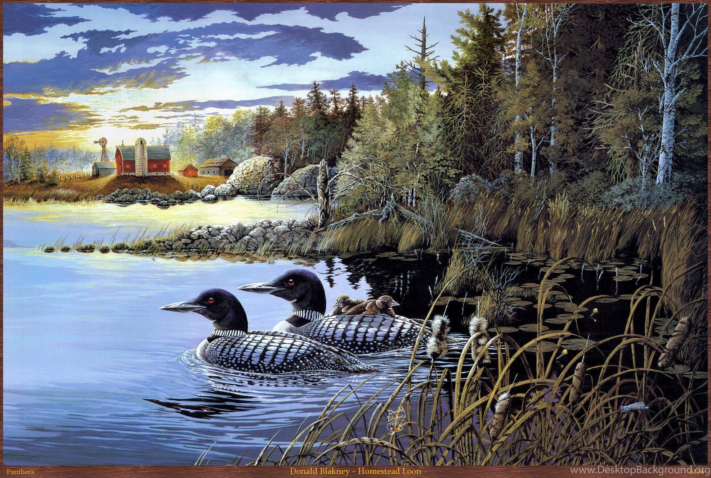 Loon Wallpapers - Top Free Loon Backgrounds - WallpaperAccess