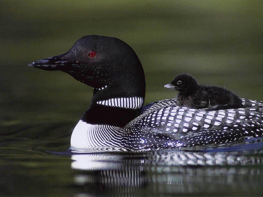 Loon Wallpapers - Top Free Loon Backgrounds - WallpaperAccess