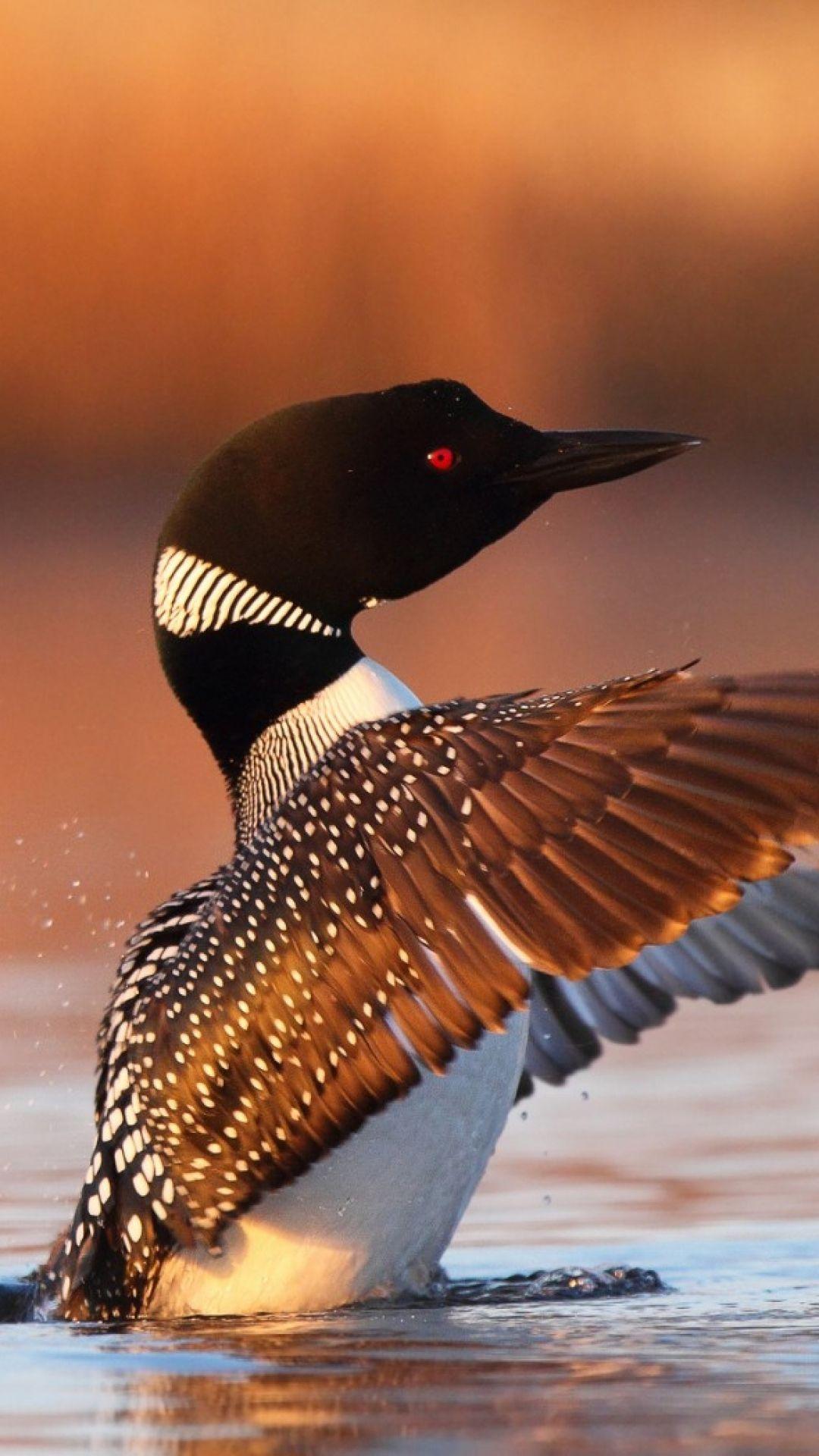 Loon Wallpapers - Top Free Loon Backgrounds - WallpaperAccess
