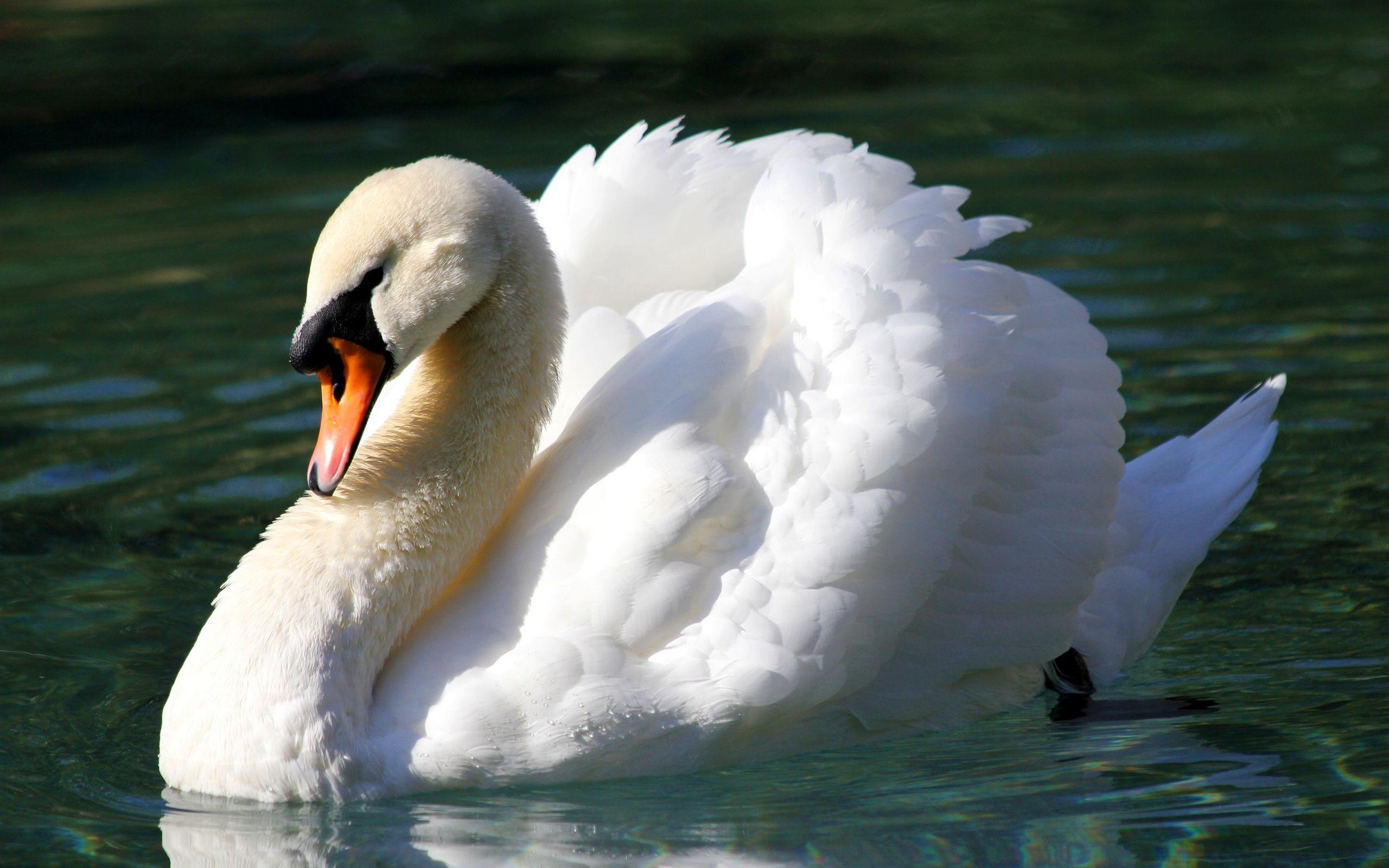 Beautiful Swan Wallpapers - Top Free Beautiful Swan Backgrounds ...