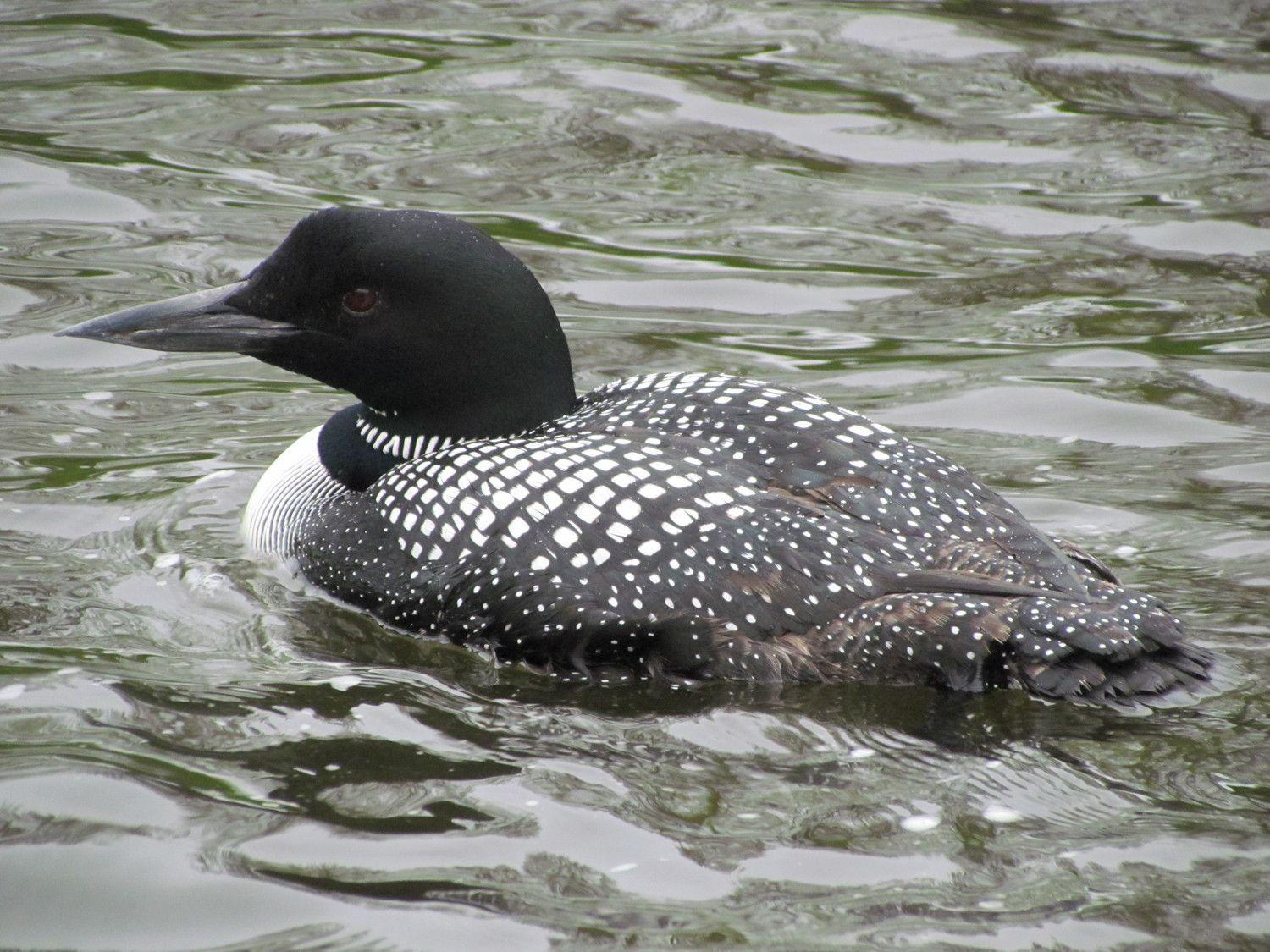 Loon Wallpapers - Top Free Loon Backgrounds - WallpaperAccess