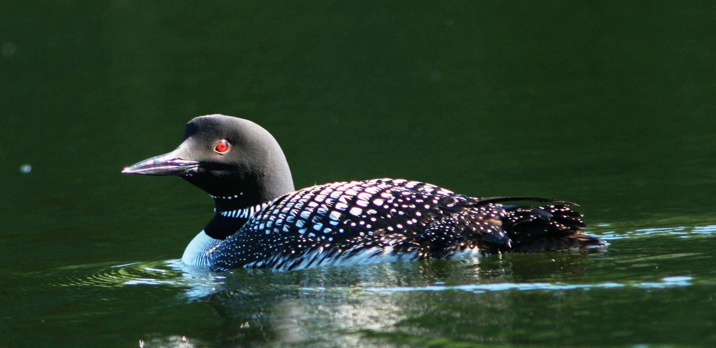 Loon Wallpapers - Top Free Loon Backgrounds - WallpaperAccess