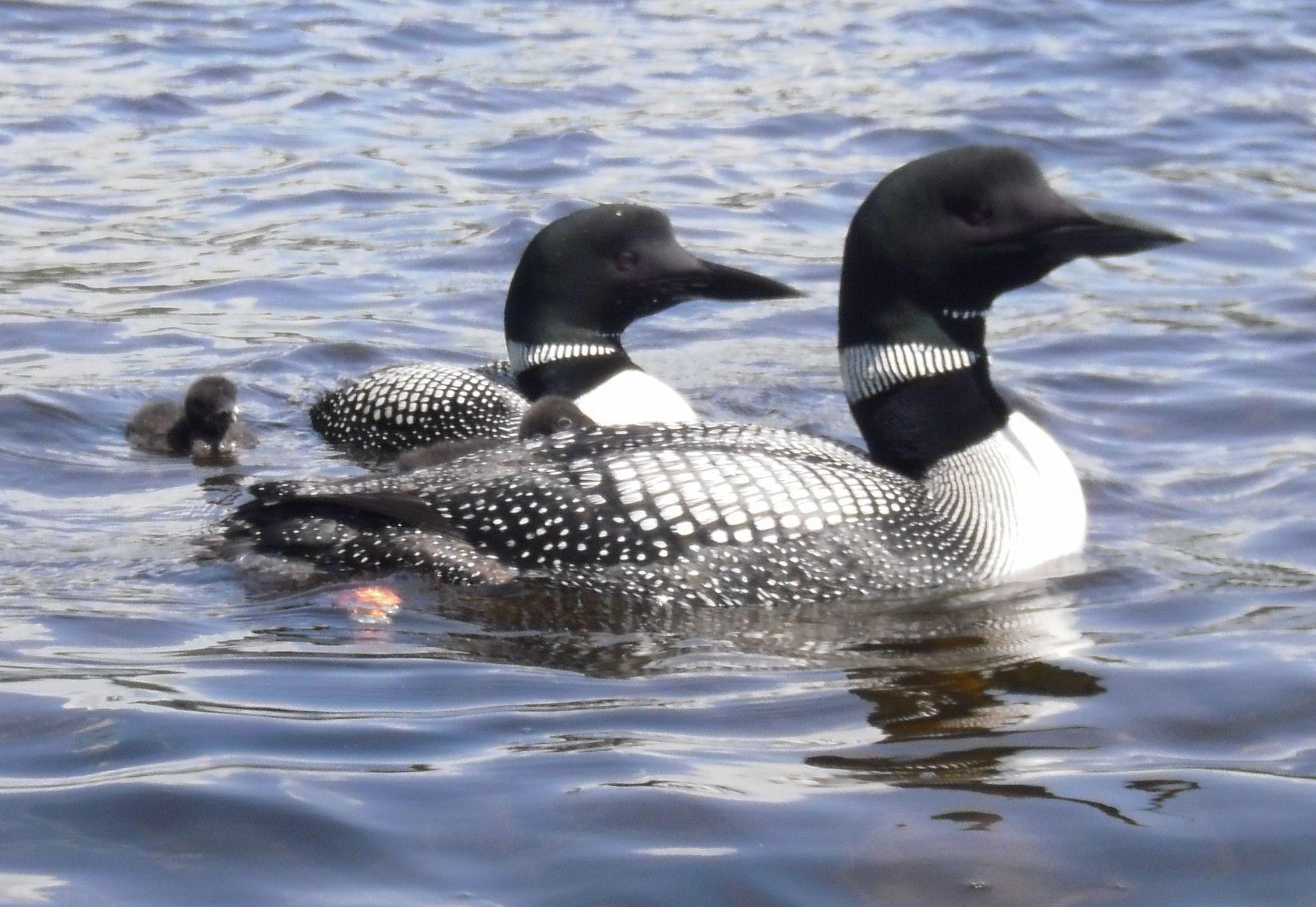 Loon Wallpapers - Top Free Loon Backgrounds - WallpaperAccess