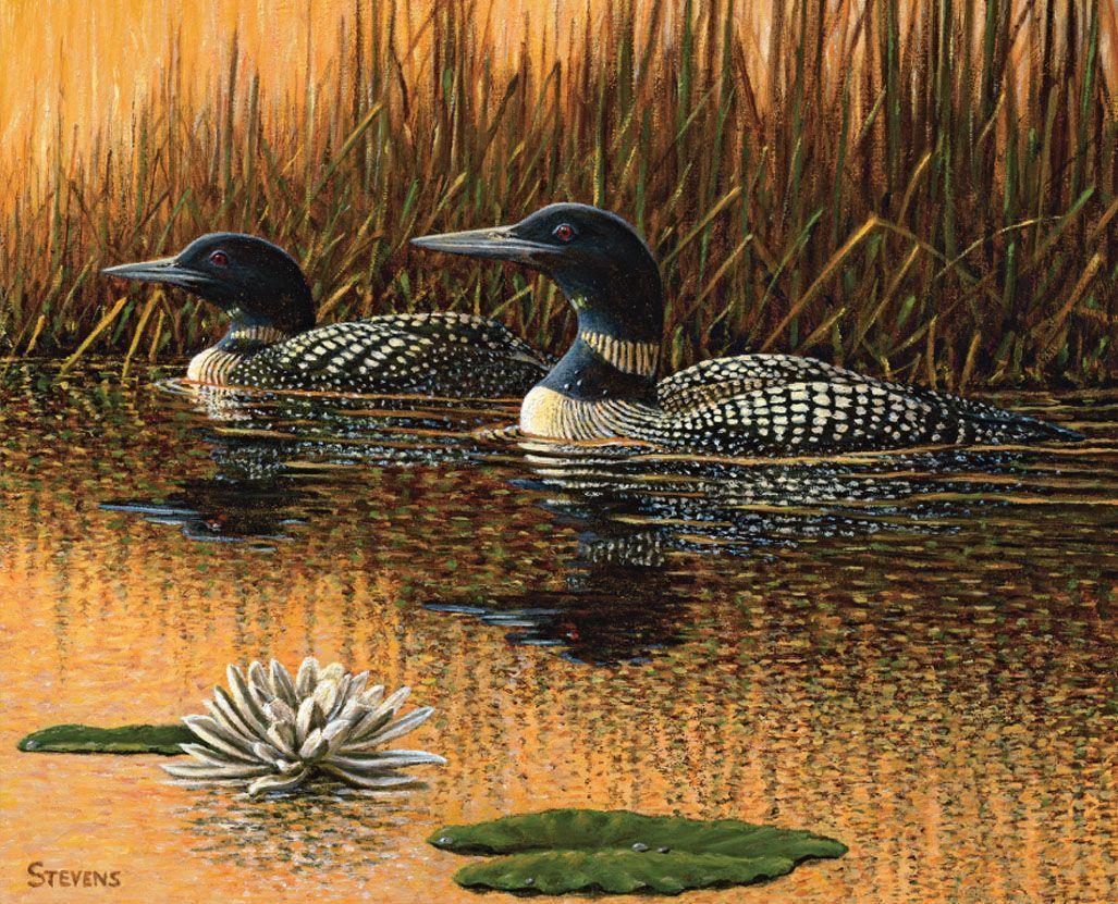 Loon Wallpapers - Top Free Loon Backgrounds - WallpaperAccess