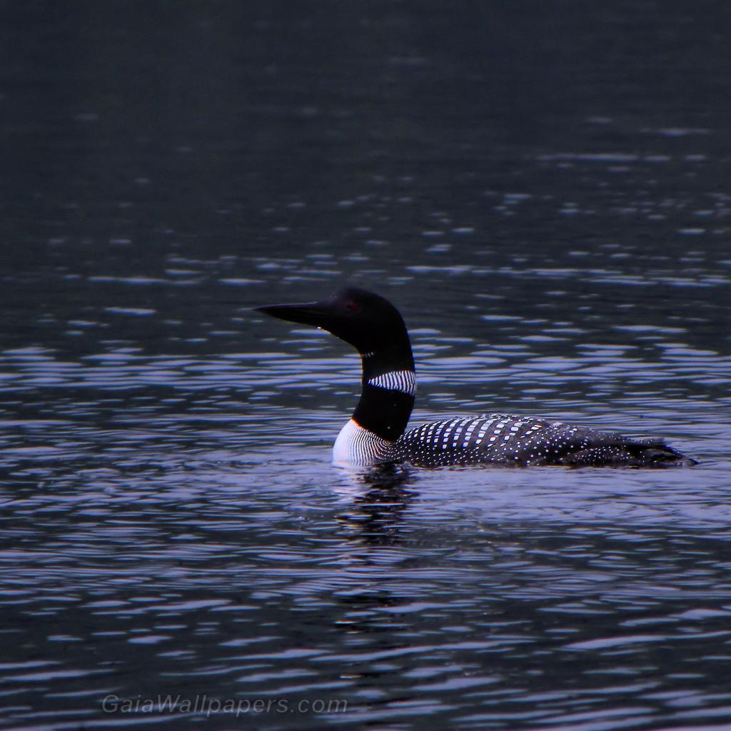 Loon Wallpapers - Top Free Loon Backgrounds - WallpaperAccess