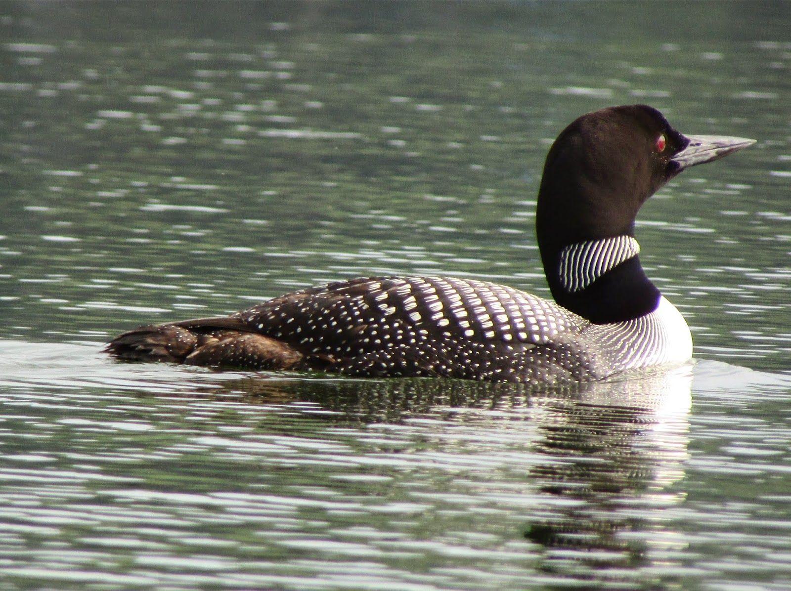 Loon Wallpapers - Top Free Loon Backgrounds - WallpaperAccess
