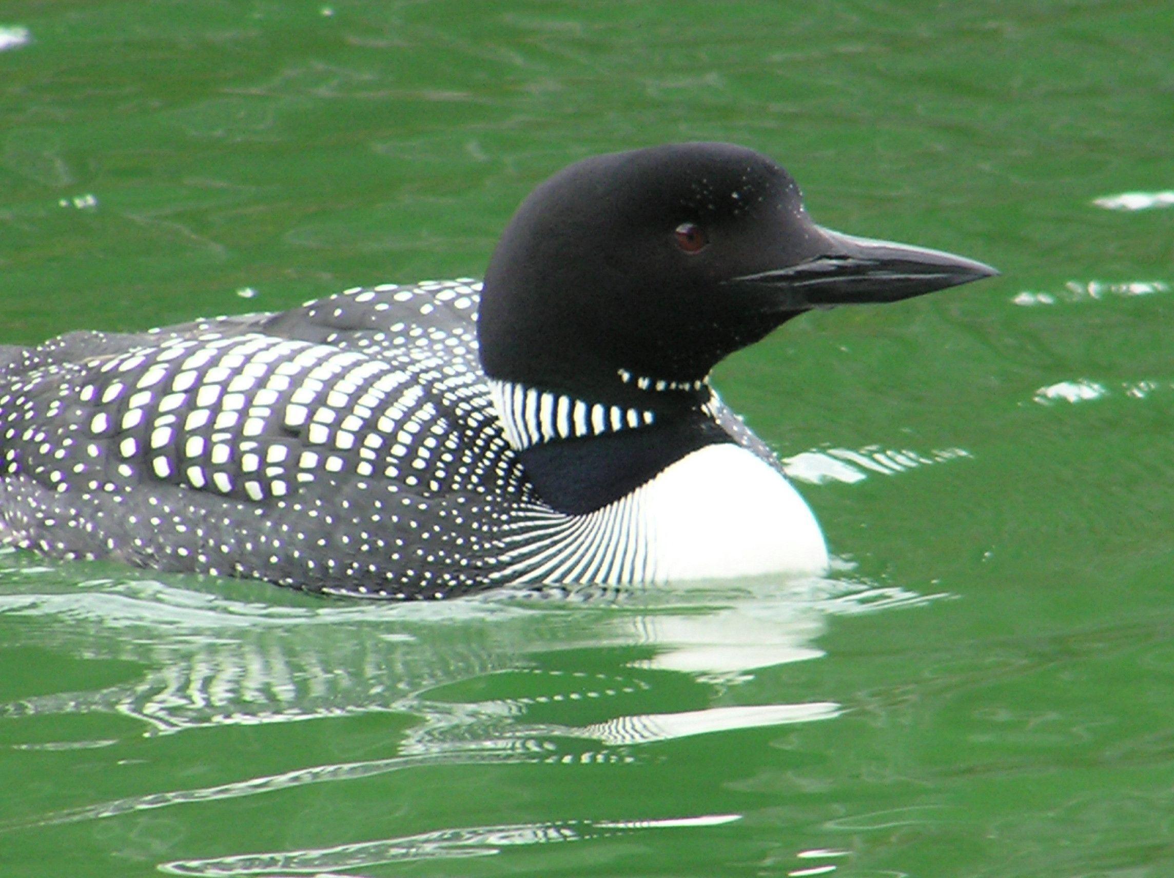 Loon Wallpapers - Top Free Loon Backgrounds - WallpaperAccess