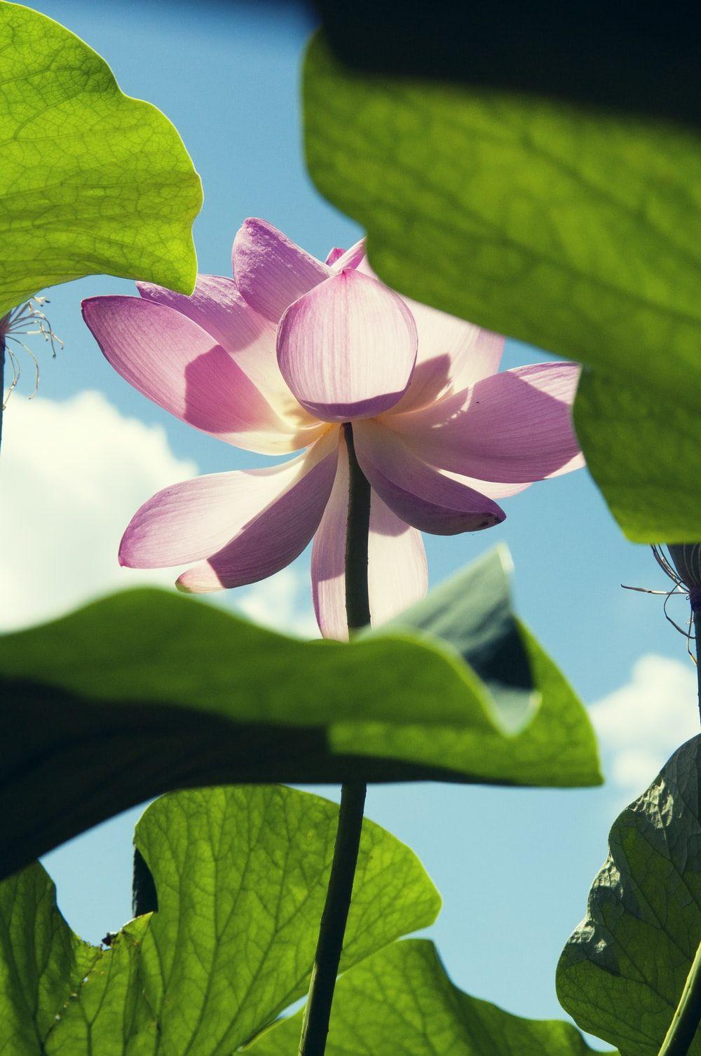 Small Blue Lotus Flower Wallpapers - Top Free Small Blue Lotus Flower ...