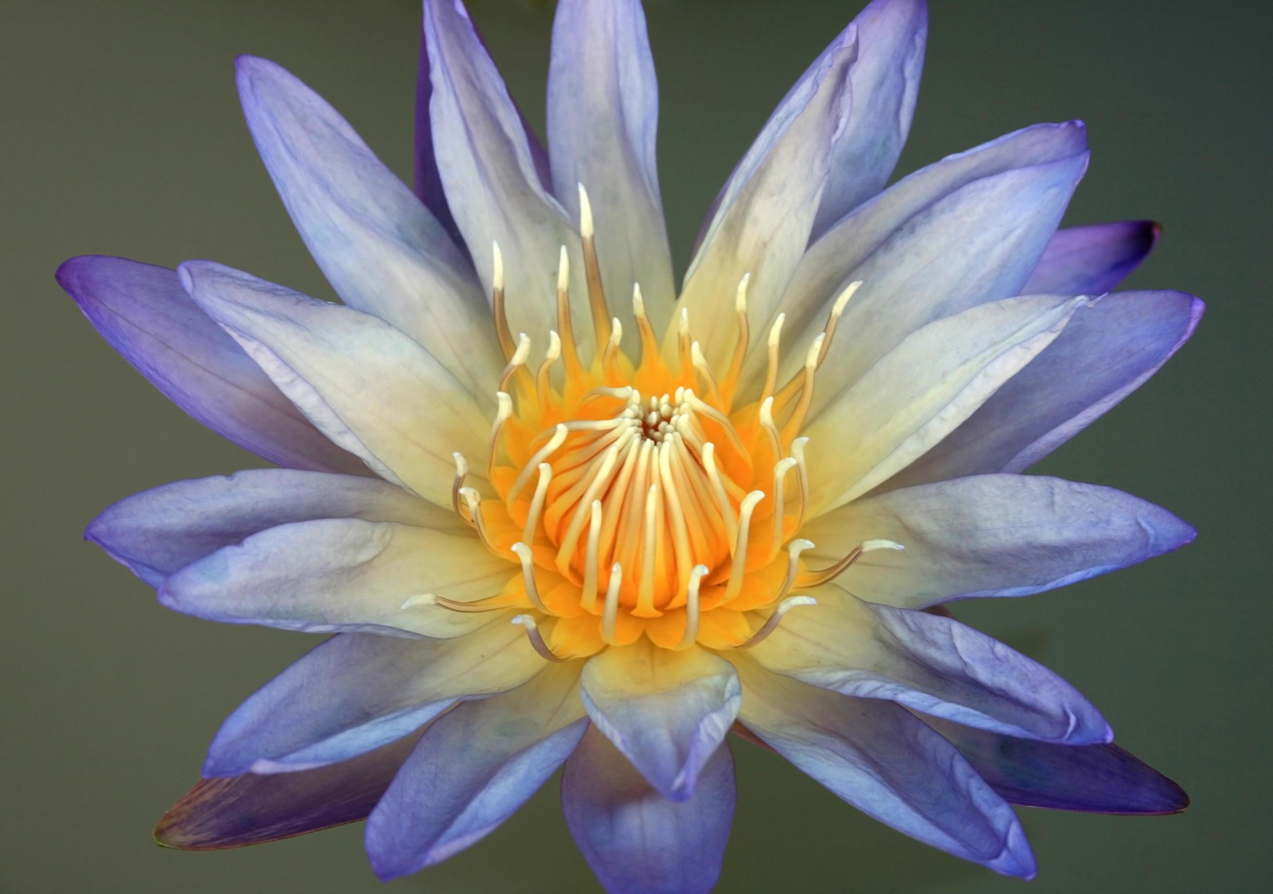 Small Blue Lotus Flower Wallpapers - Top Free Small Blue Lotus Flower ...