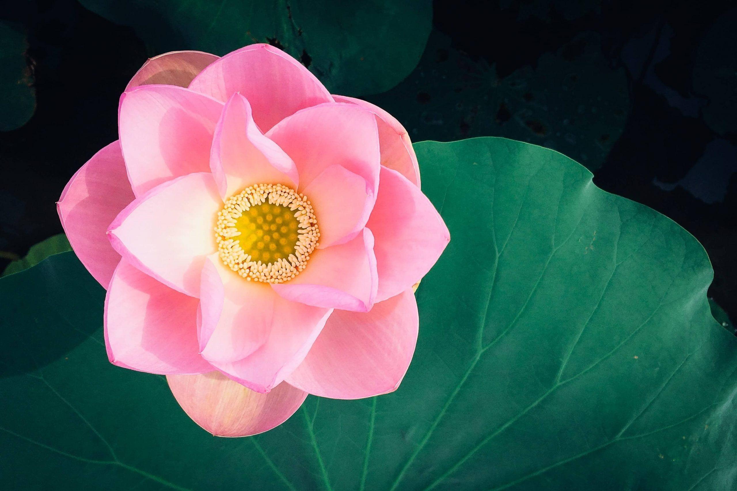 Small Blue Lotus Flower Wallpapers - Top Free Small Blue Lotus Flower ...