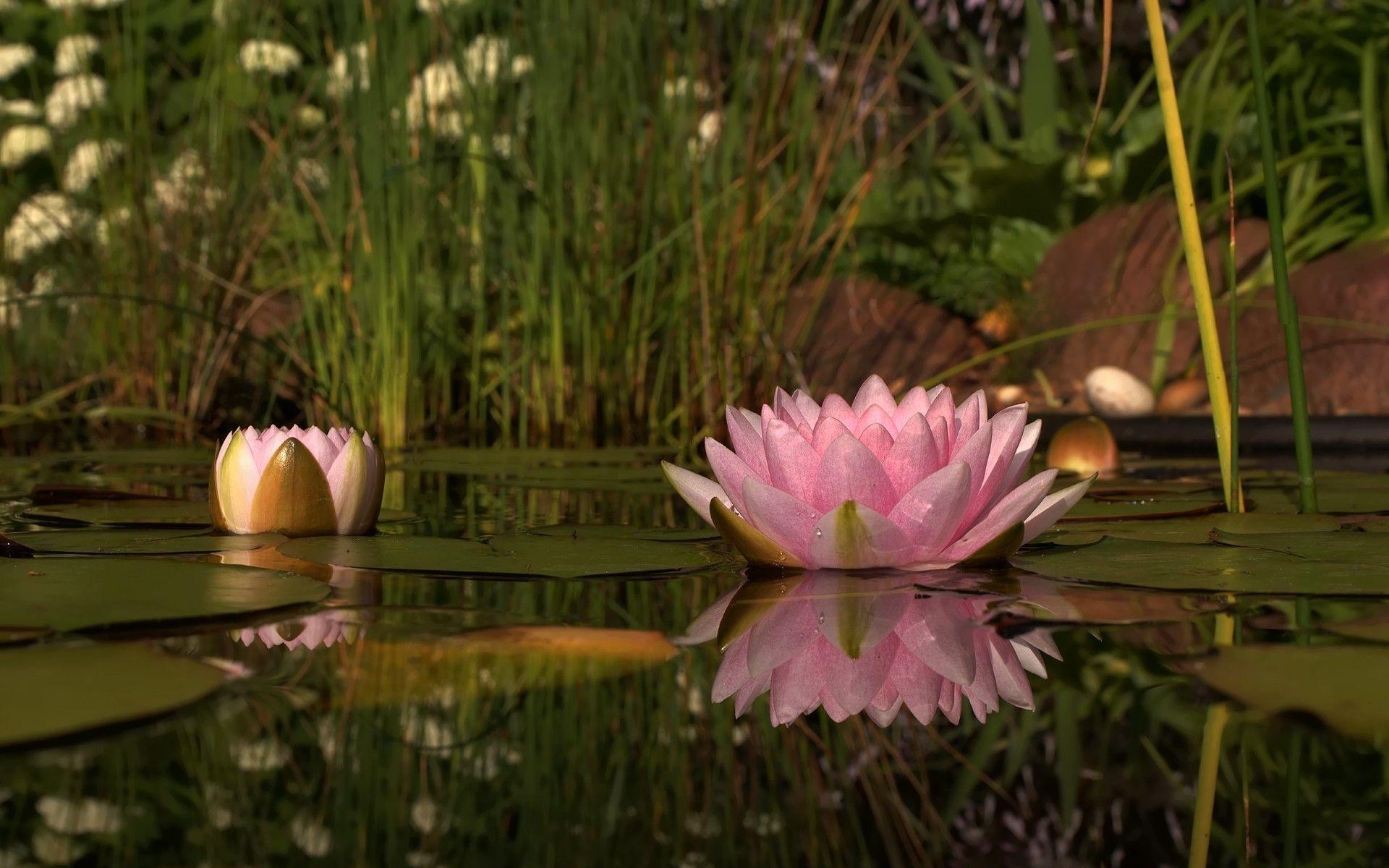 4K Lotus Flower Wallpapers - Top Free 4K Lotus Flower Backgrounds ...