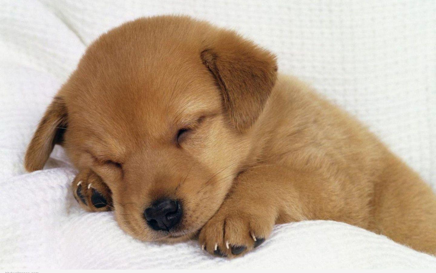 Adorable Dog Wallpapers - Top Free Adorable Dog Backgrounds ...