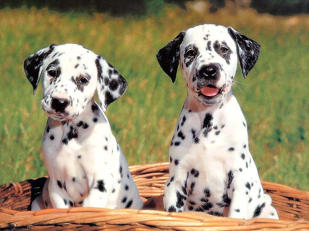 Adorable Dog Wallpapers - Top Free Adorable Dog Backgrounds ...