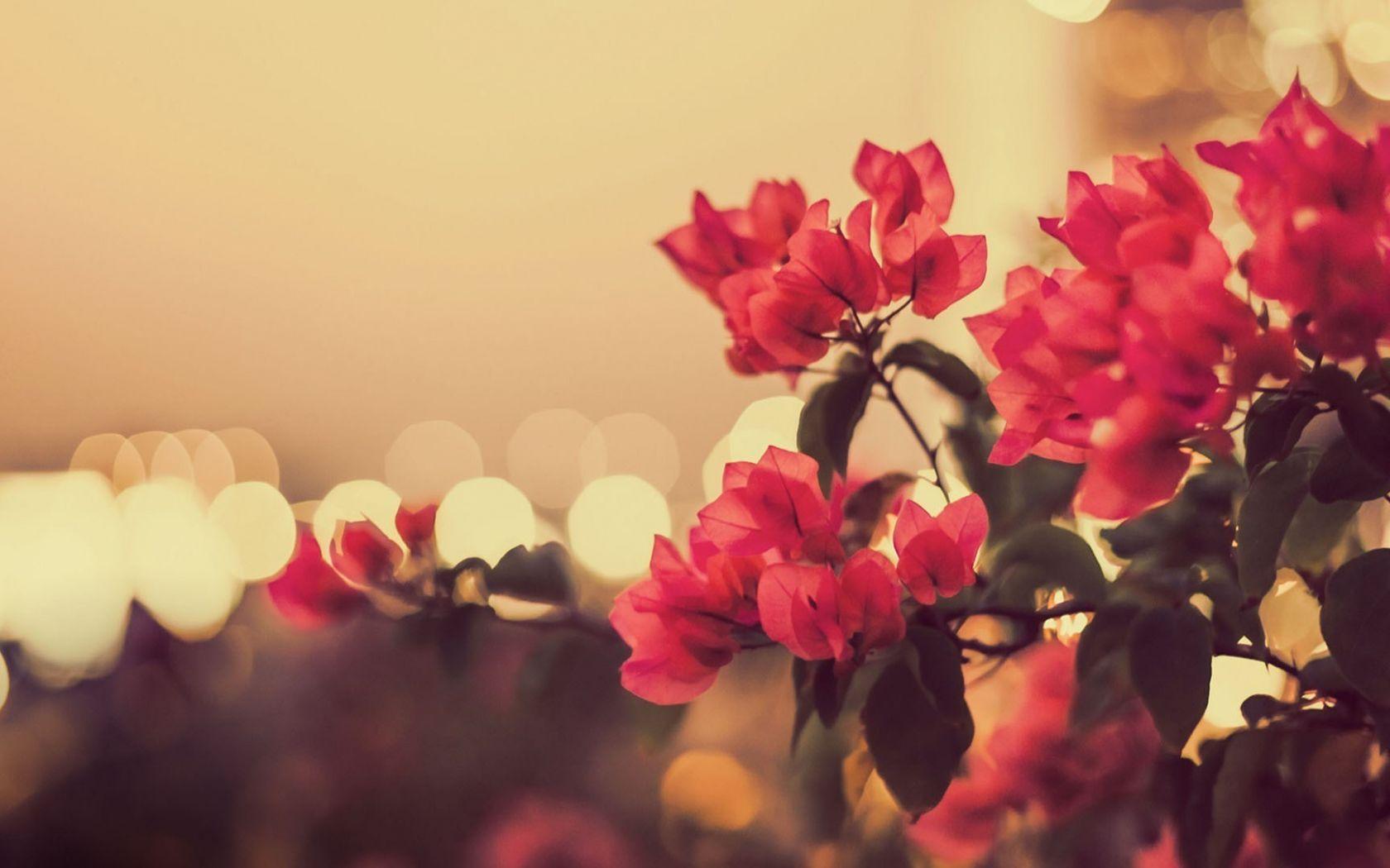 Vintage Summer Photography Wallpapers - Top Free Vintage Summer ...