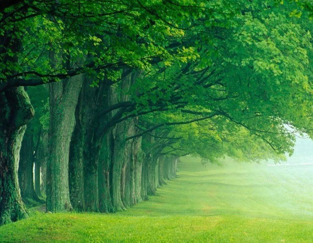 Amazing Forest Wallpapers - Top Free Amazing Forest Backgrounds ...