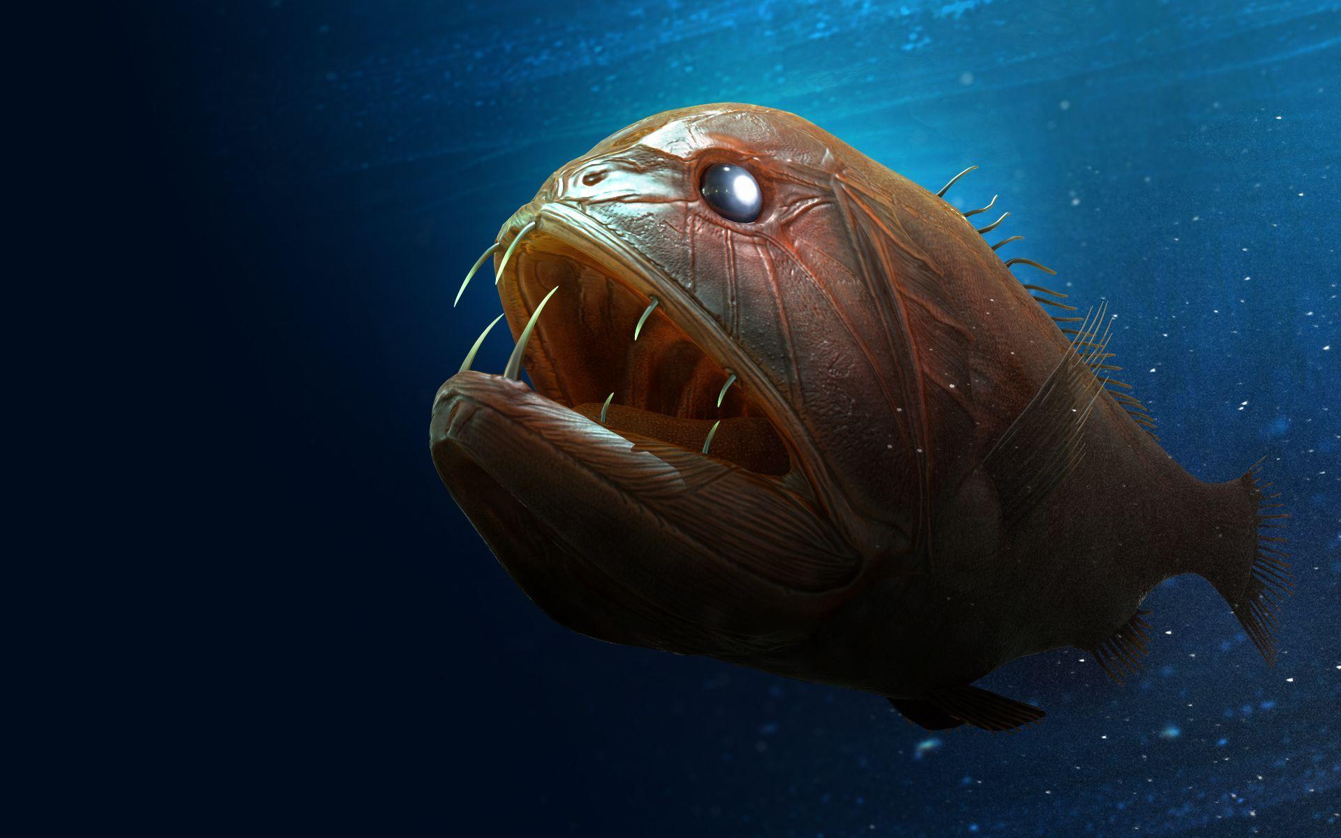 Scary Fish Wallpapers - Top Free Scary Fish Backgrounds - WallpaperAccess