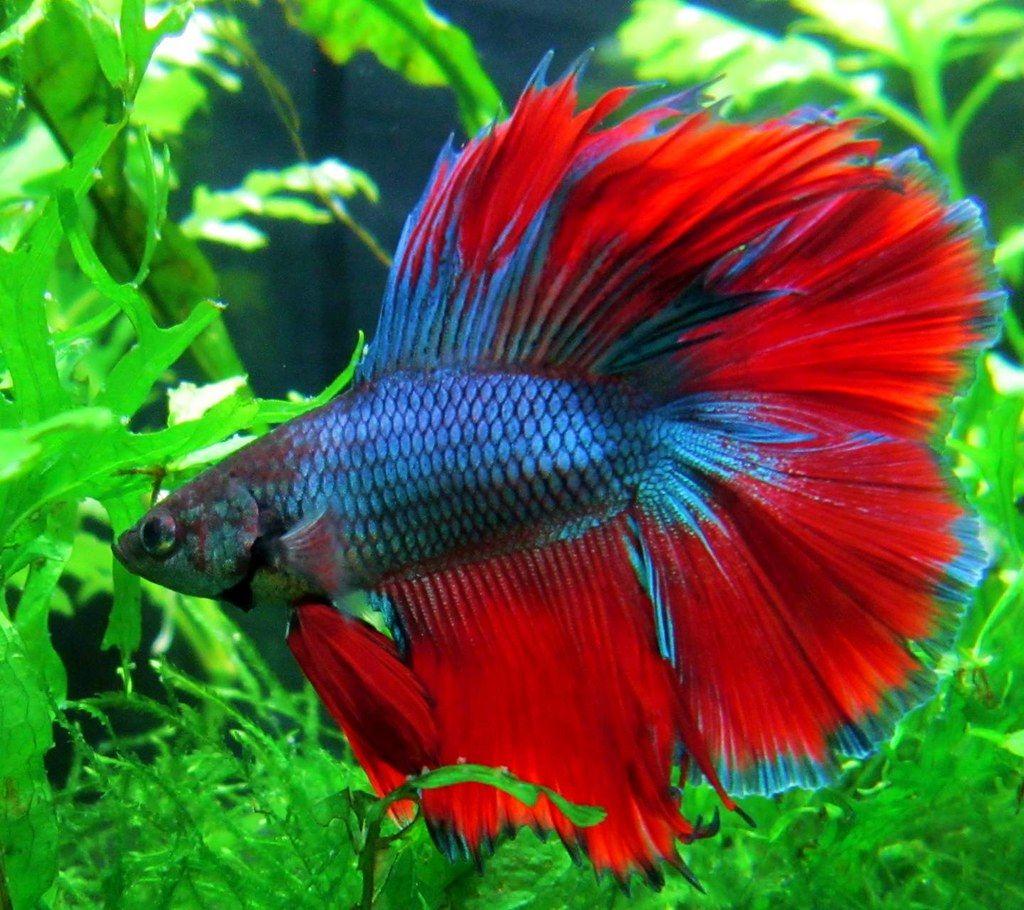 Siamese Fighting Fish Wallpapers - Top Free Siamese Fighting Fish ...