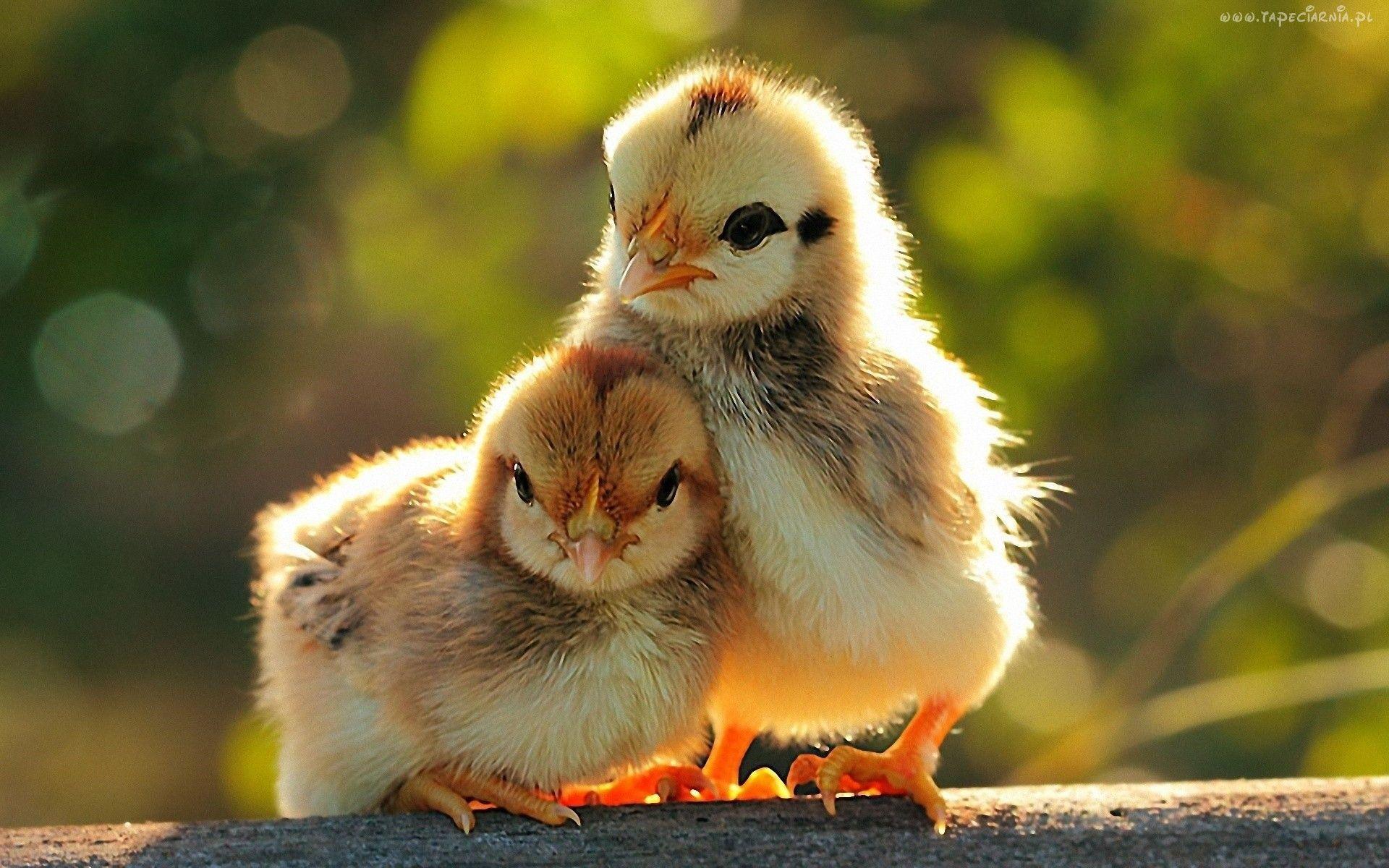 Cute Baby Animal Farm Wallpapers - Top Free Cute Baby Animal Farm ...