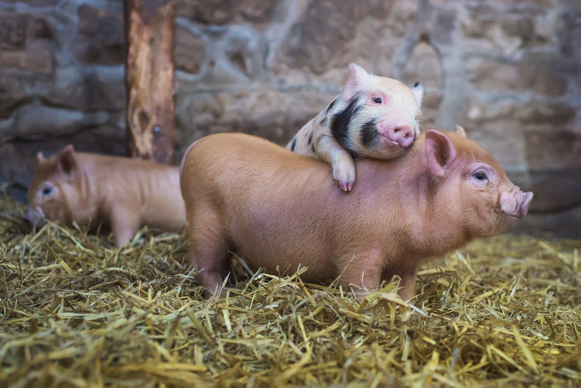 Pig Farm Wallpapers - Top Free Pig Farm Backgrounds - WallpaperAccess