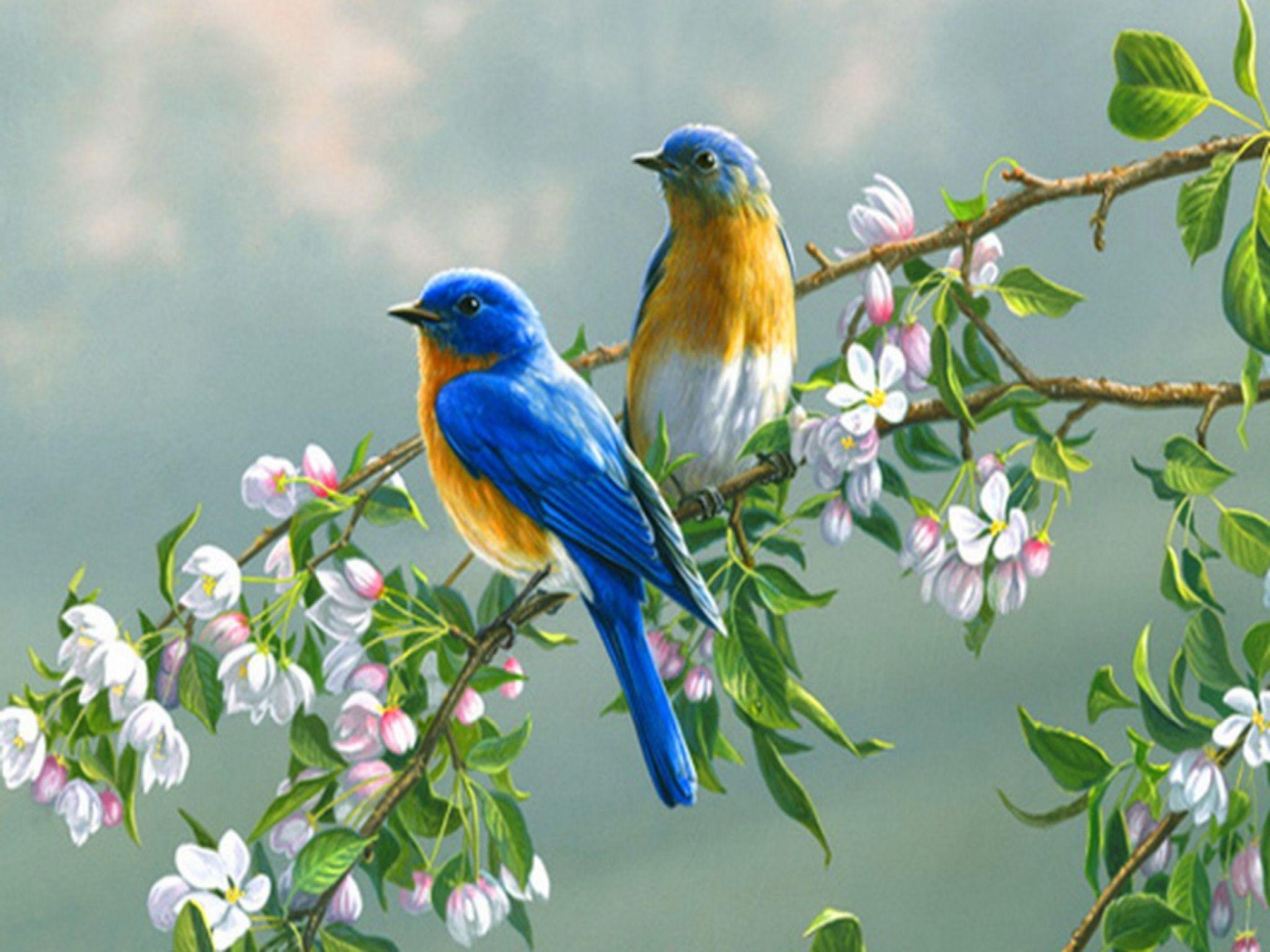 HD Birds Wallpapers - Top Free HD Birds Backgrounds - WallpaperAccess
