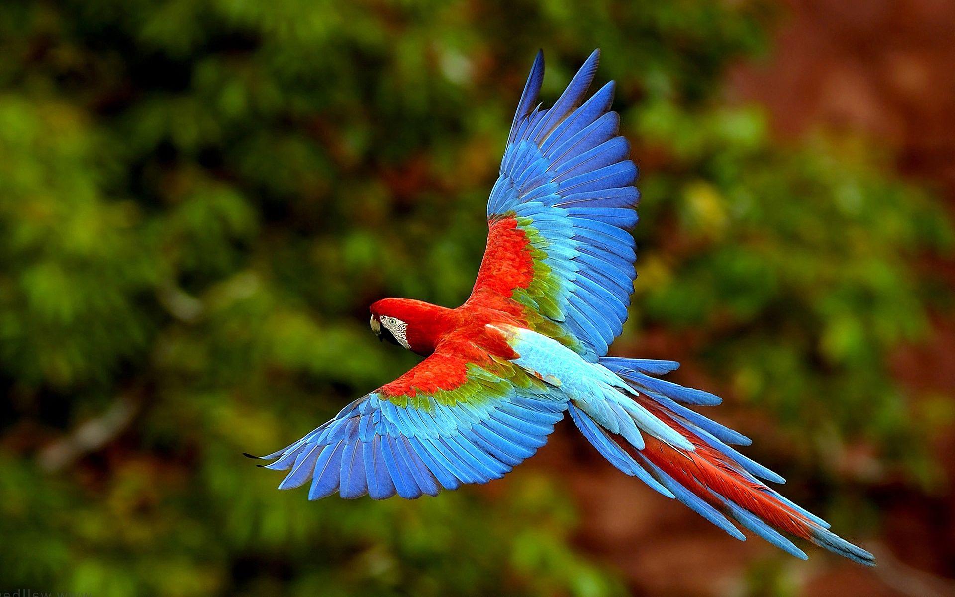 Bird Nature Wallpapers - Top Free Bird Nature Backgrounds - WallpaperAccess