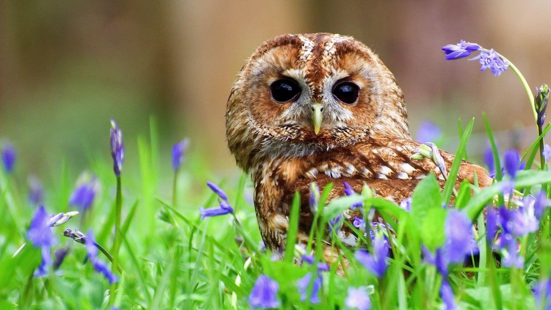 Cute Summer Owl Wallpapers - Top Free Cute Summer Owl Backgrounds ...