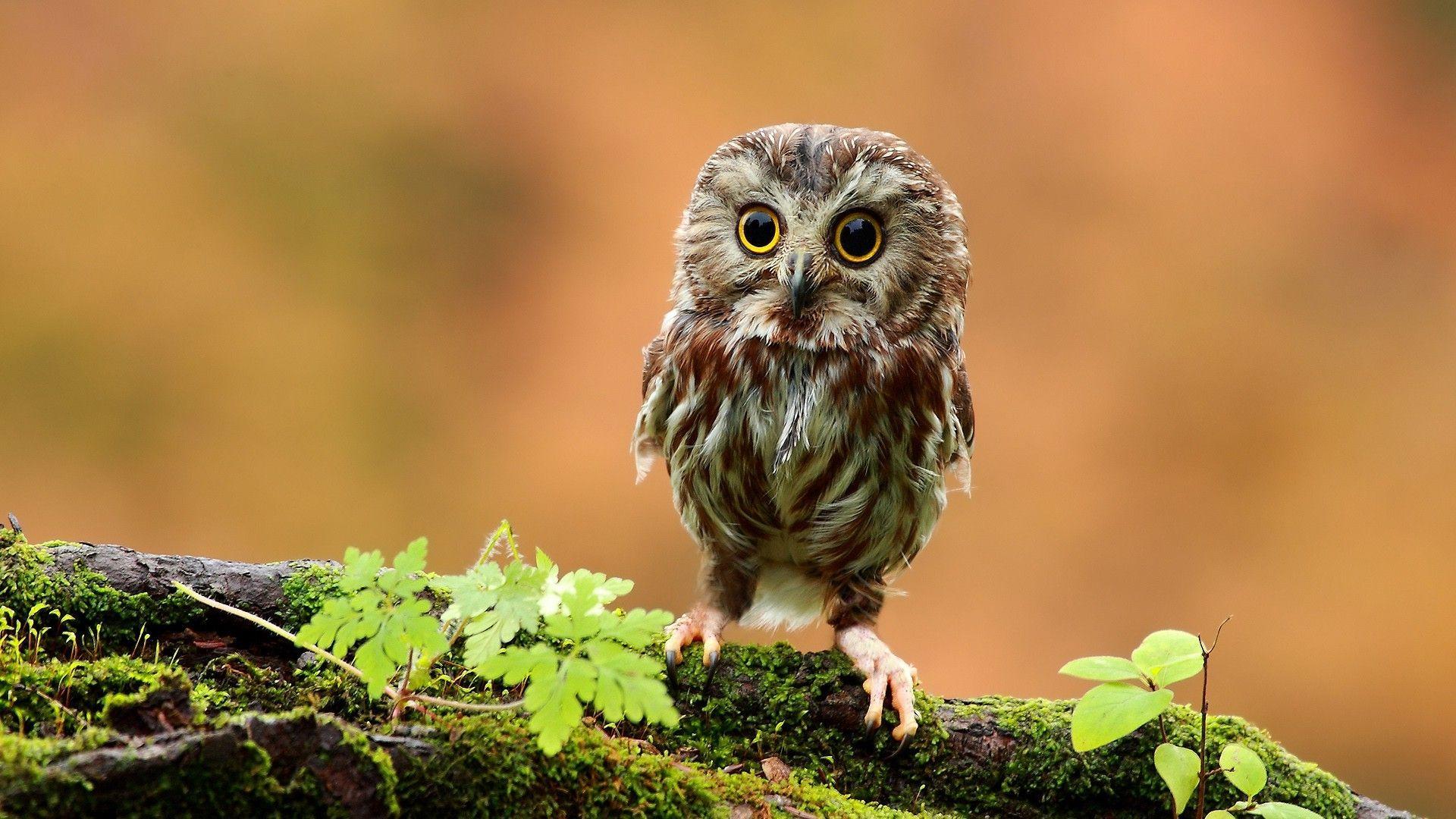Baby Spring Owl Wallpapers - Top Free Baby Spring Owl Backgrounds ...