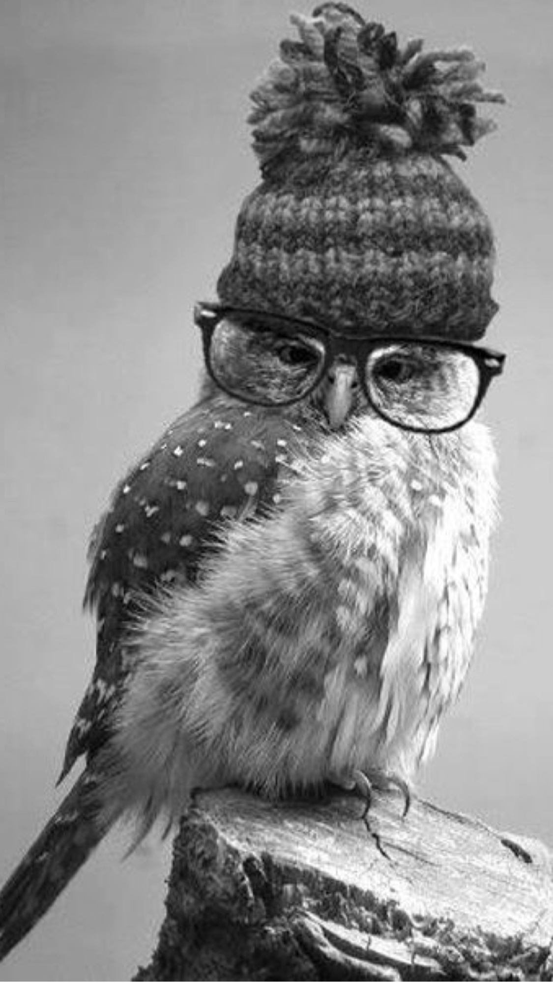 Baby Spring Owl Wallpapers - Top Free Baby Spring Owl Backgrounds ...