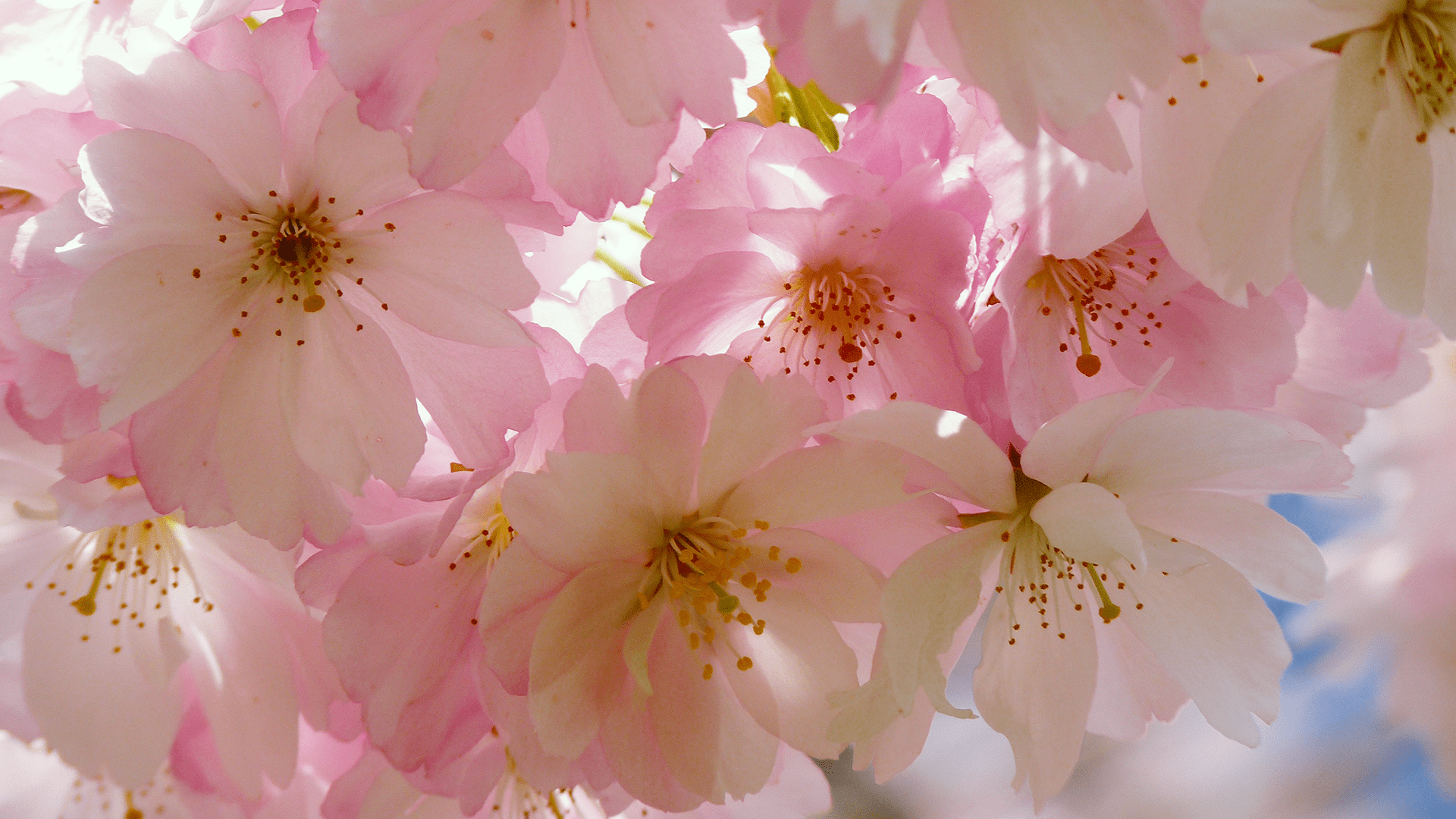 Beautiful Cherry Blossom Wallpapers - Top Free Beautiful Cherry Blossom ...