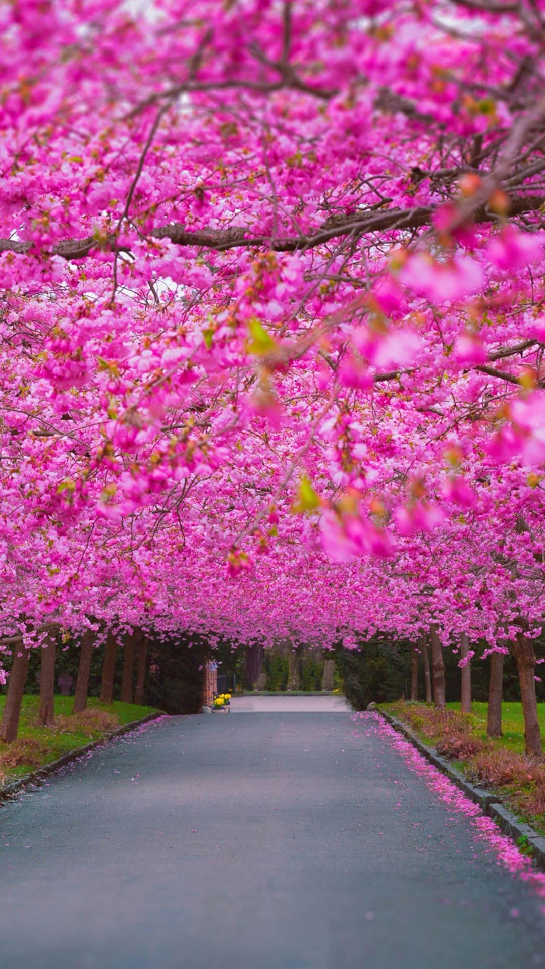 Beautiful Cherry Blossom Wallpapers - Top Free Beautiful Cherry Blossom ...