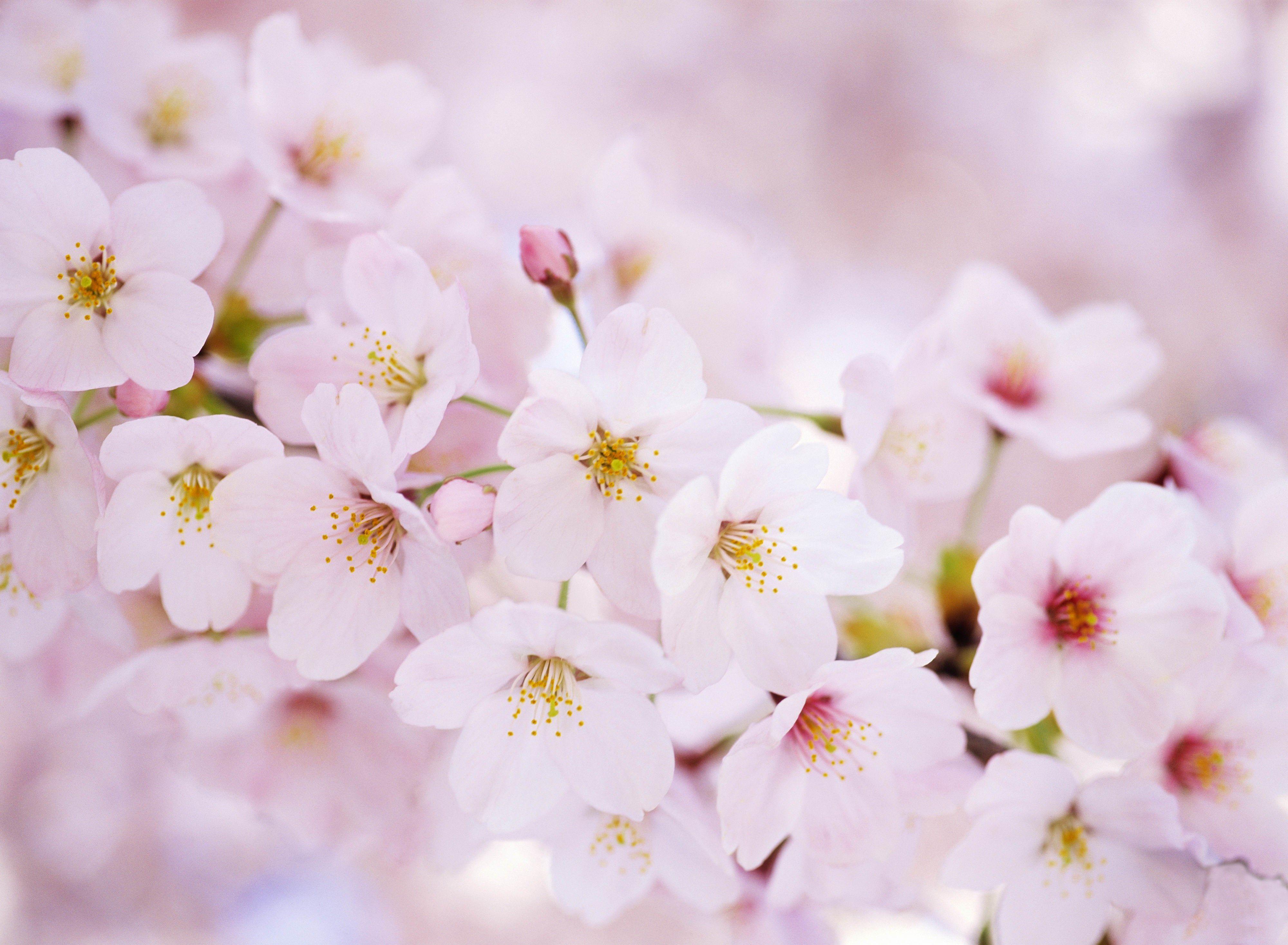 Beautiful Cherry Blossom Wallpapers - Top Free Beautiful Cherry Blossom ...