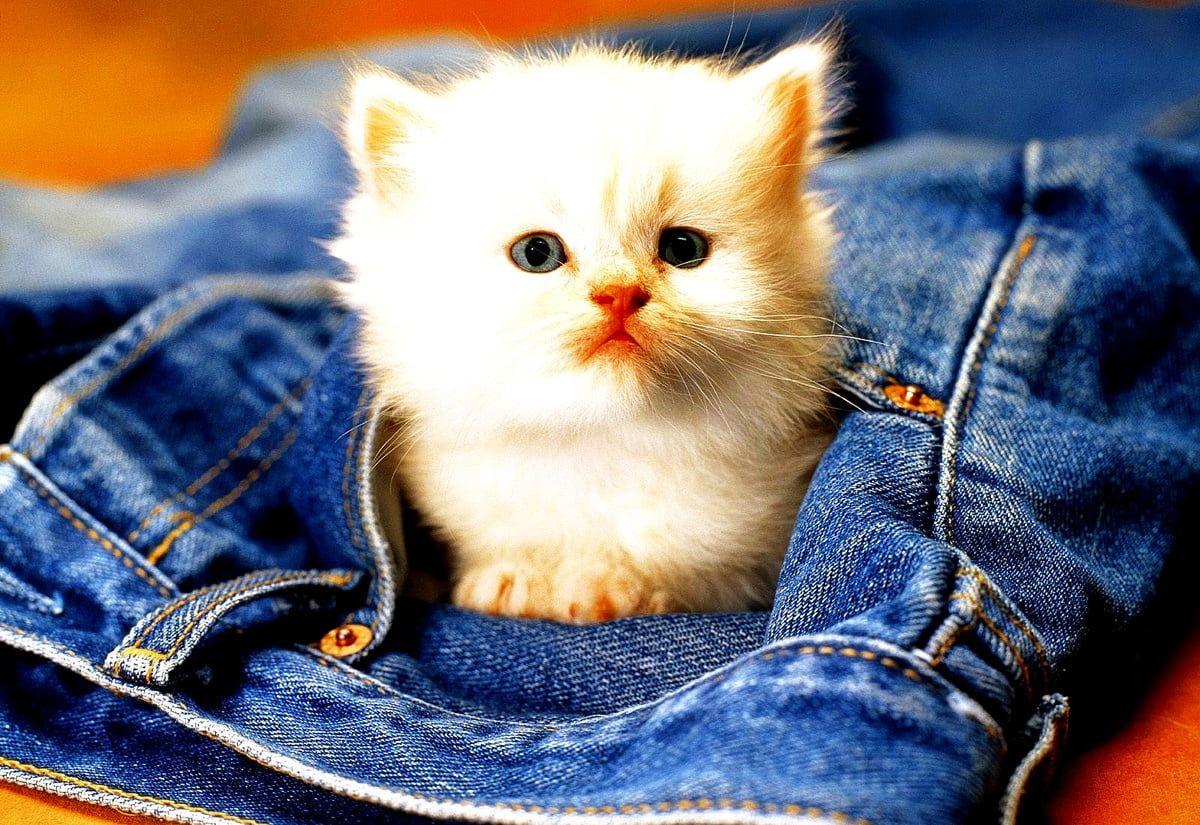 Small Cat Wallpapers - Top Free Small Cat Backgrounds - WallpaperAccess