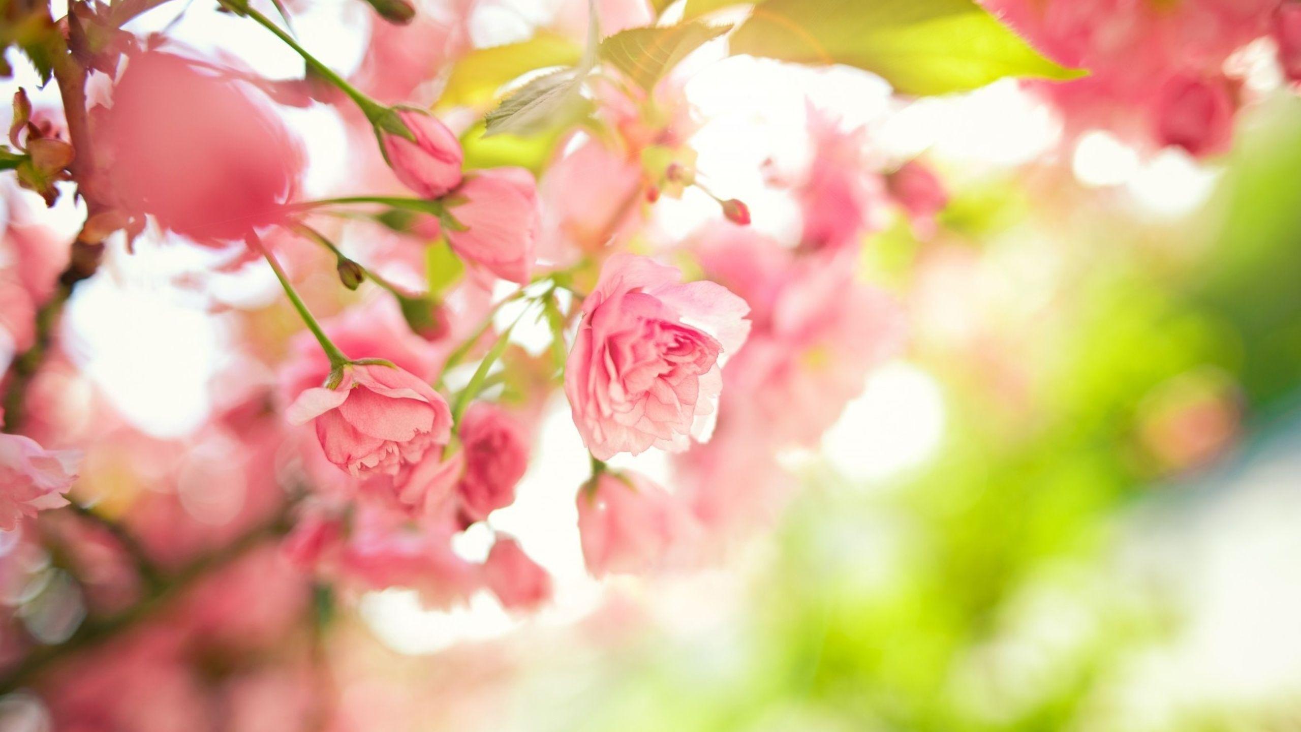 Pink Spring Flowers Wallpapers - Top Free Pink Spring Flowers ...