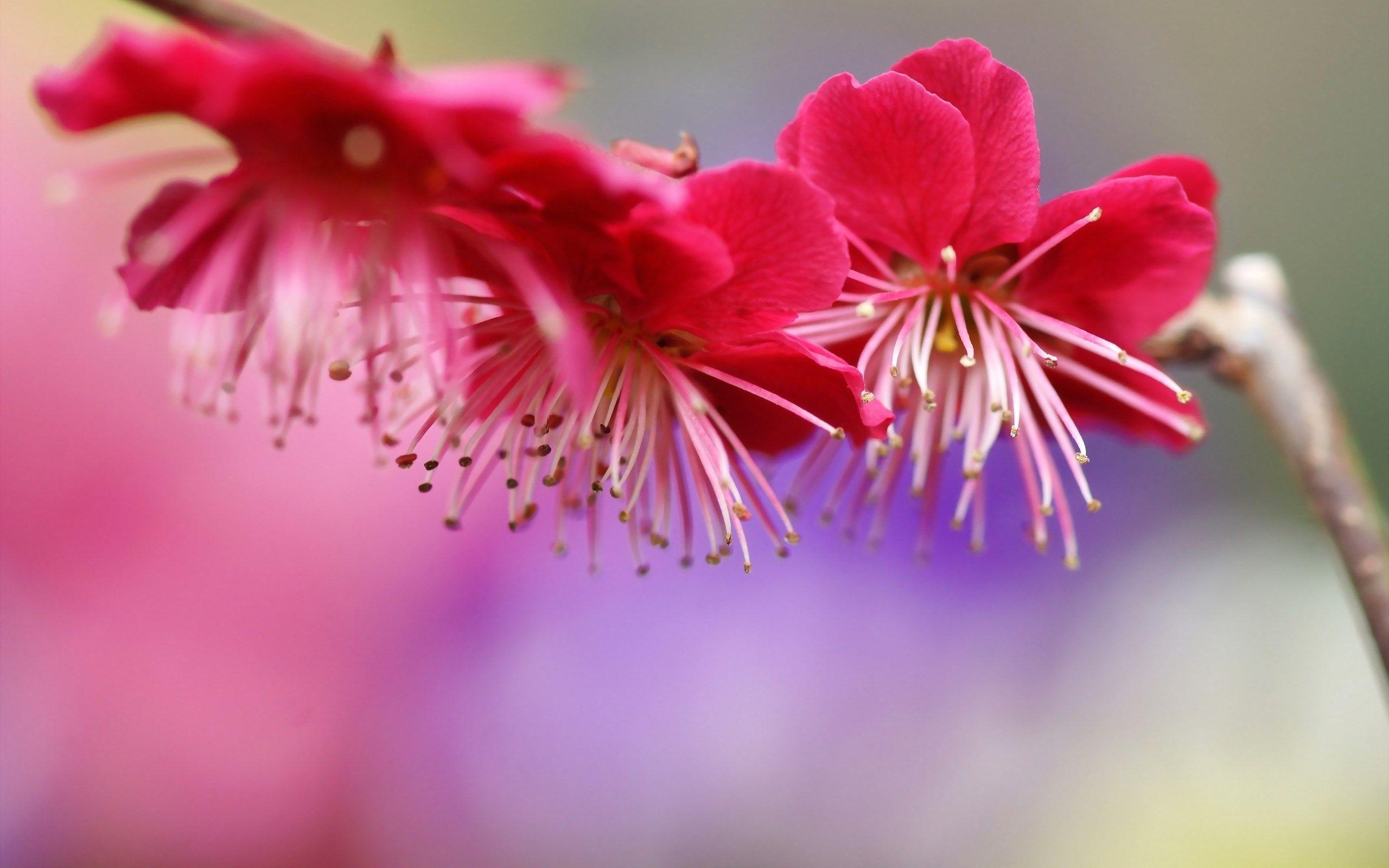 Pink Spring Flowers Wallpapers - Top Free Pink Spring Flowers ...